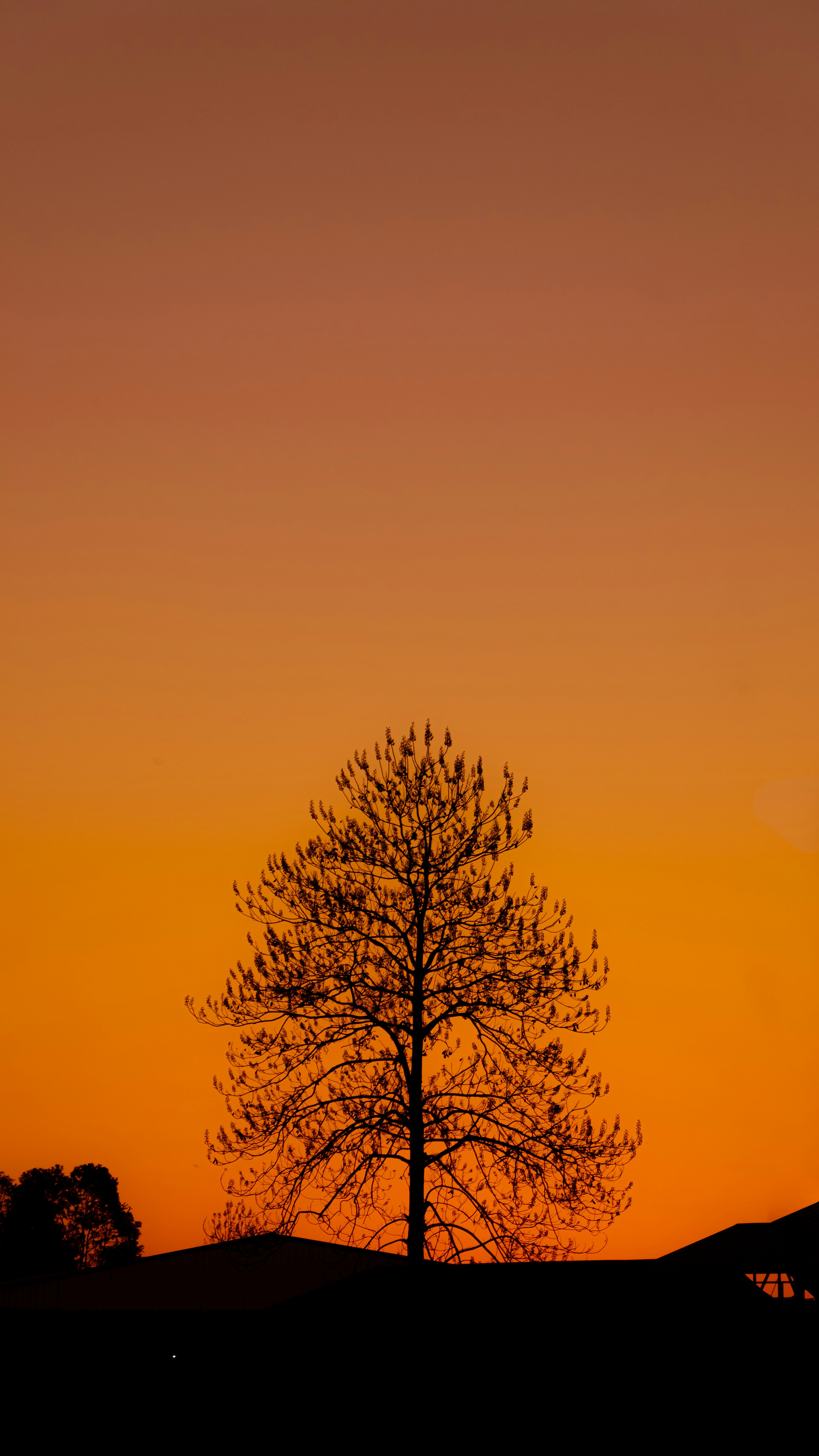 A solitary tree stands tall in silhouette against a vibrant orange sunset, highlighting the tranquility of twilight.
