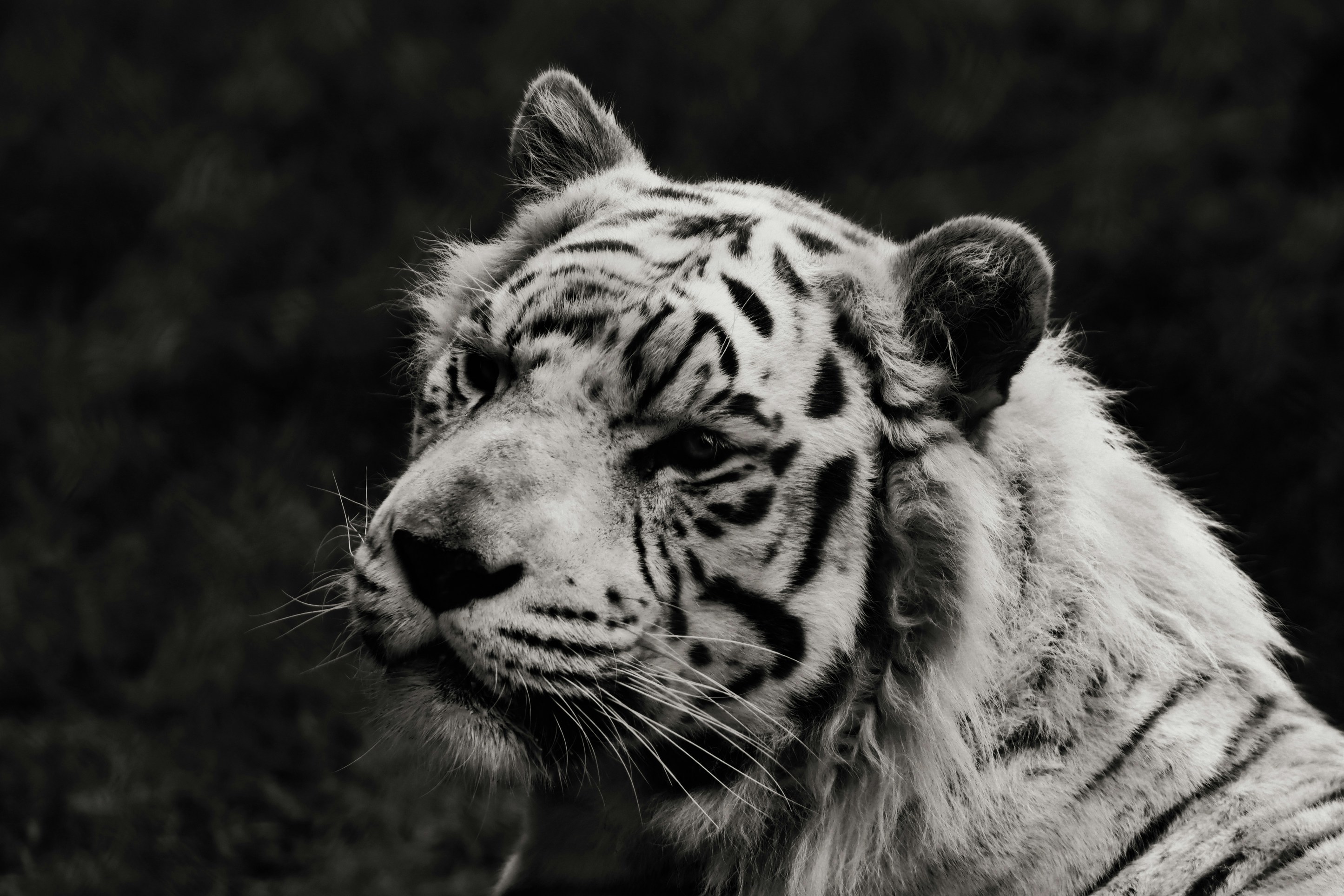 Grayscale photo of tiger lying on ground photo – Free Knysna Image on ...