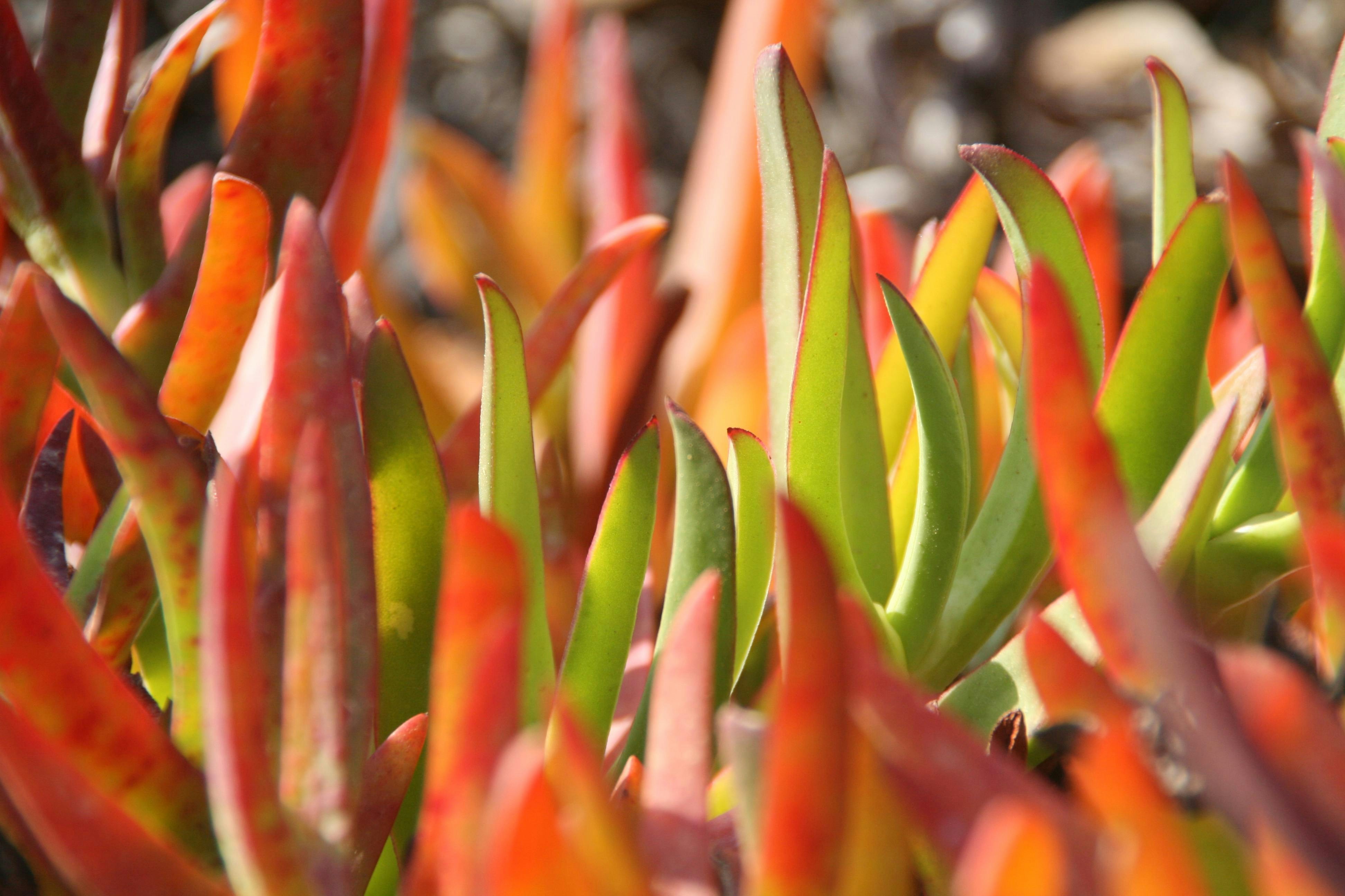 Fiery Succulent Mosaic: A Macro Portrait of Warm-Color Leaves