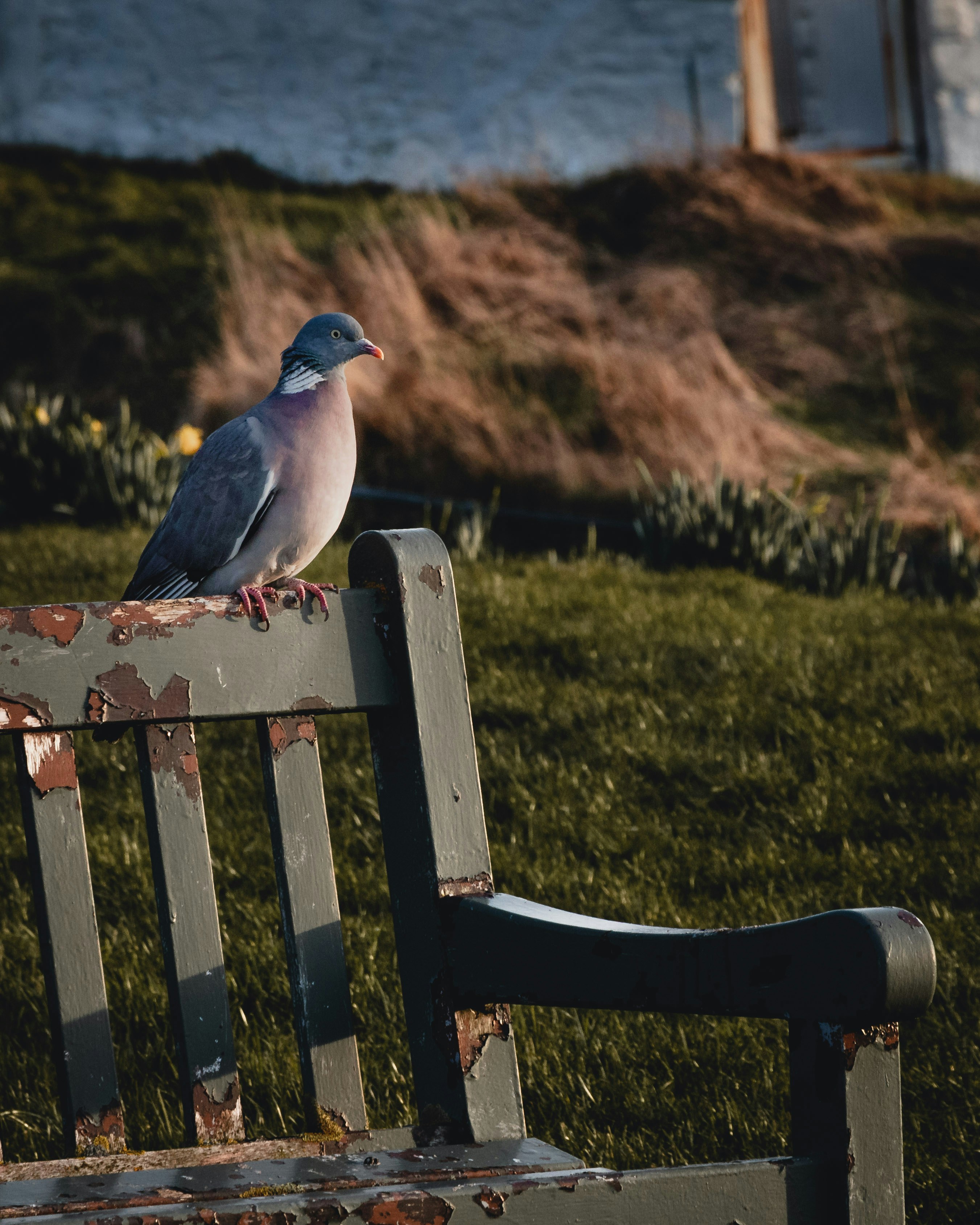 A pigeon resting on a rustic, weathered bench in a tranquil outdoor setting, surrounded by soft grass and distant greenery.