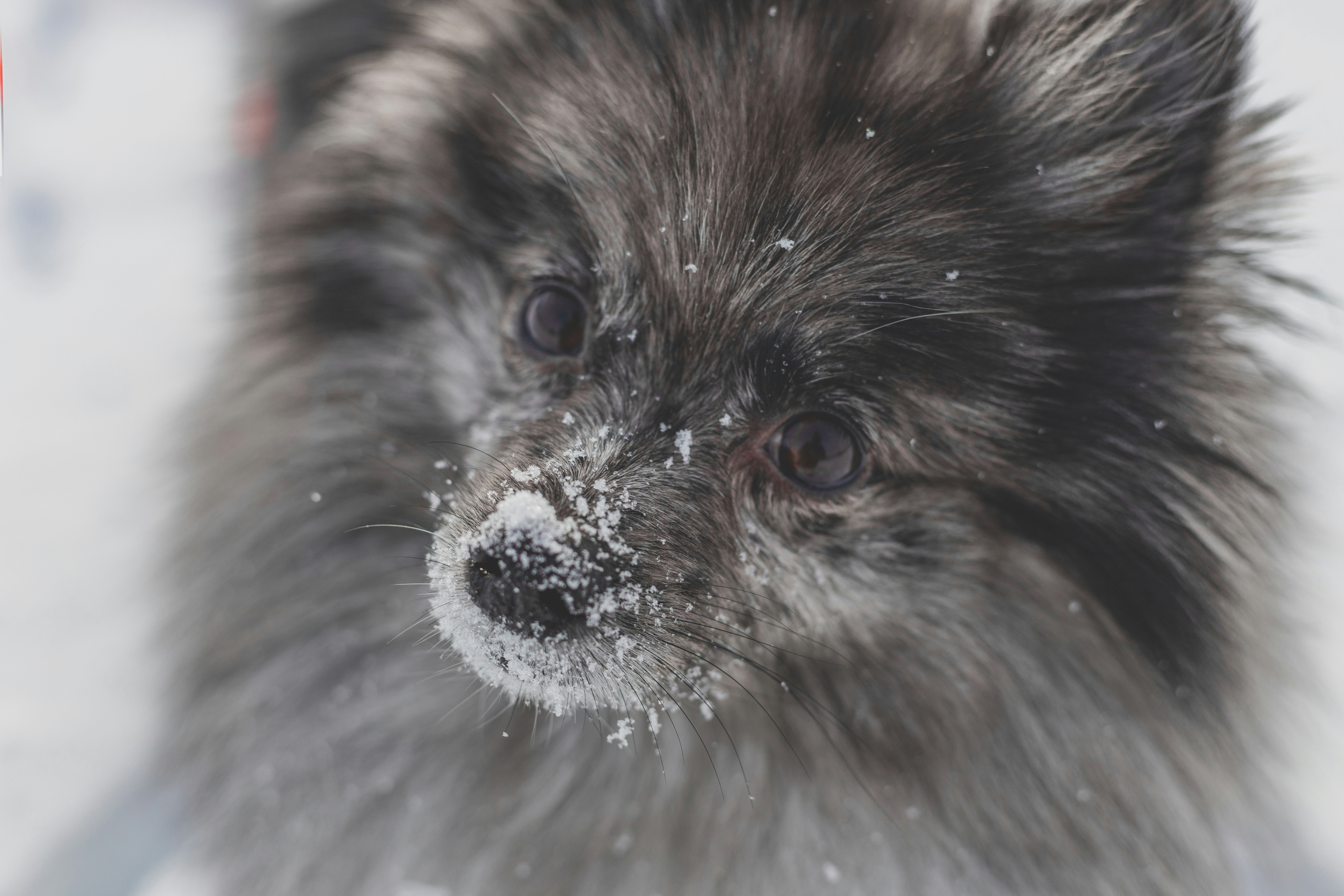 black and brown pomeranian puppy