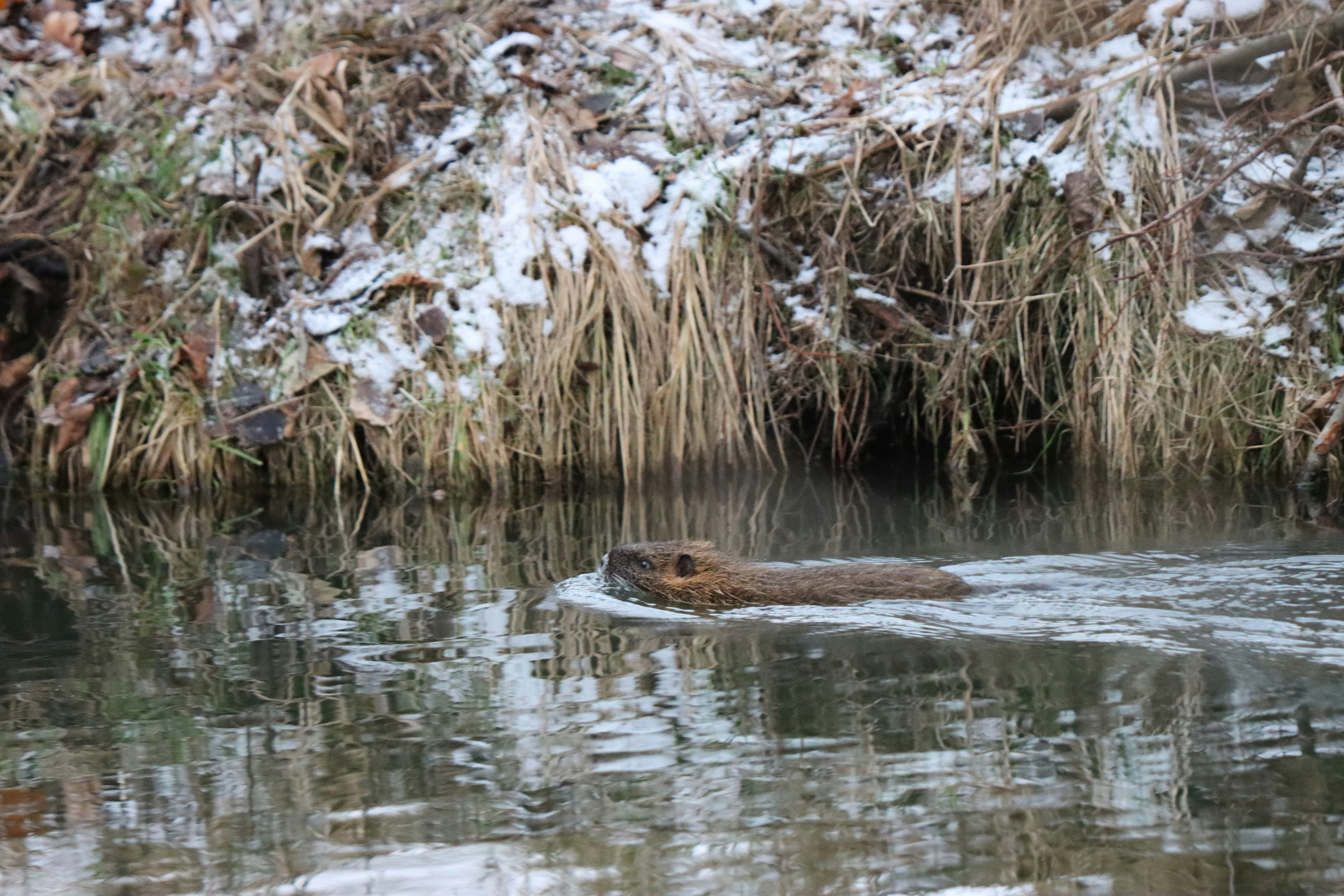 Winter Glide: Beaver Silhouette Skims a Snow-Dusted Stream