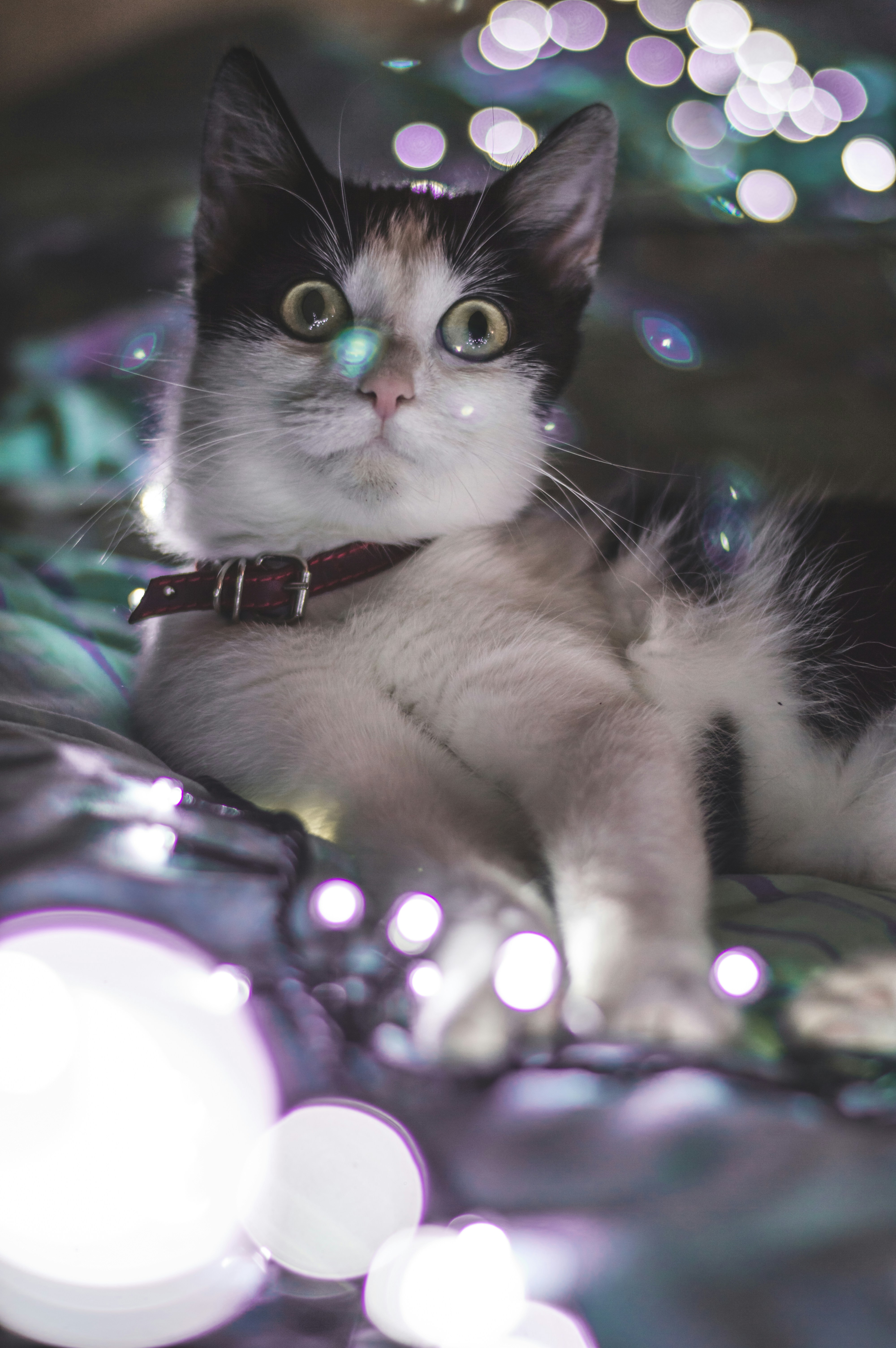 A calico cat gazes curiously at the viewer, surrounded by soft, glowing lights that create a whimsical atmosphere.