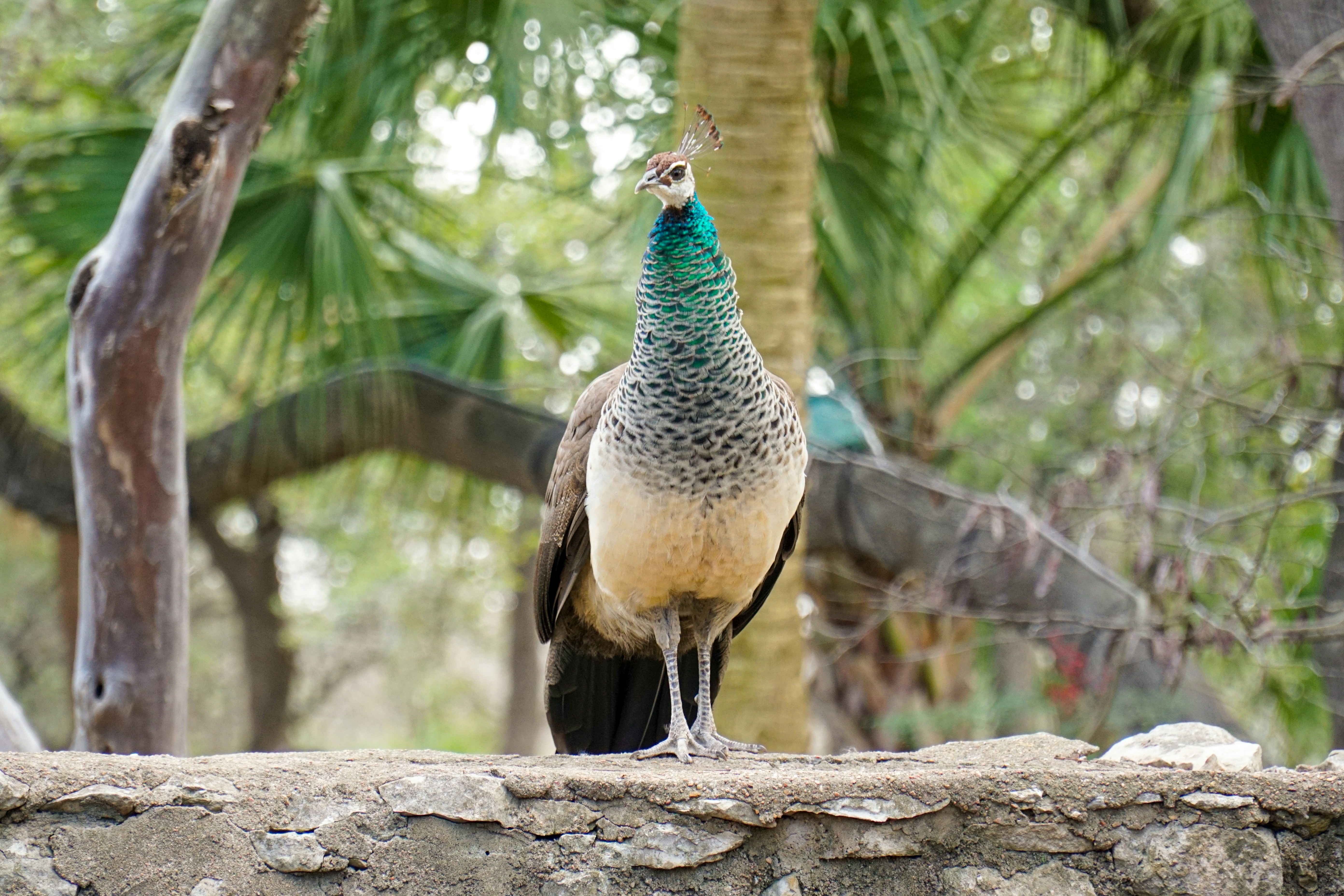 Colorful peacock sitting on top of a wall in a tropical setting looking serious and mad.