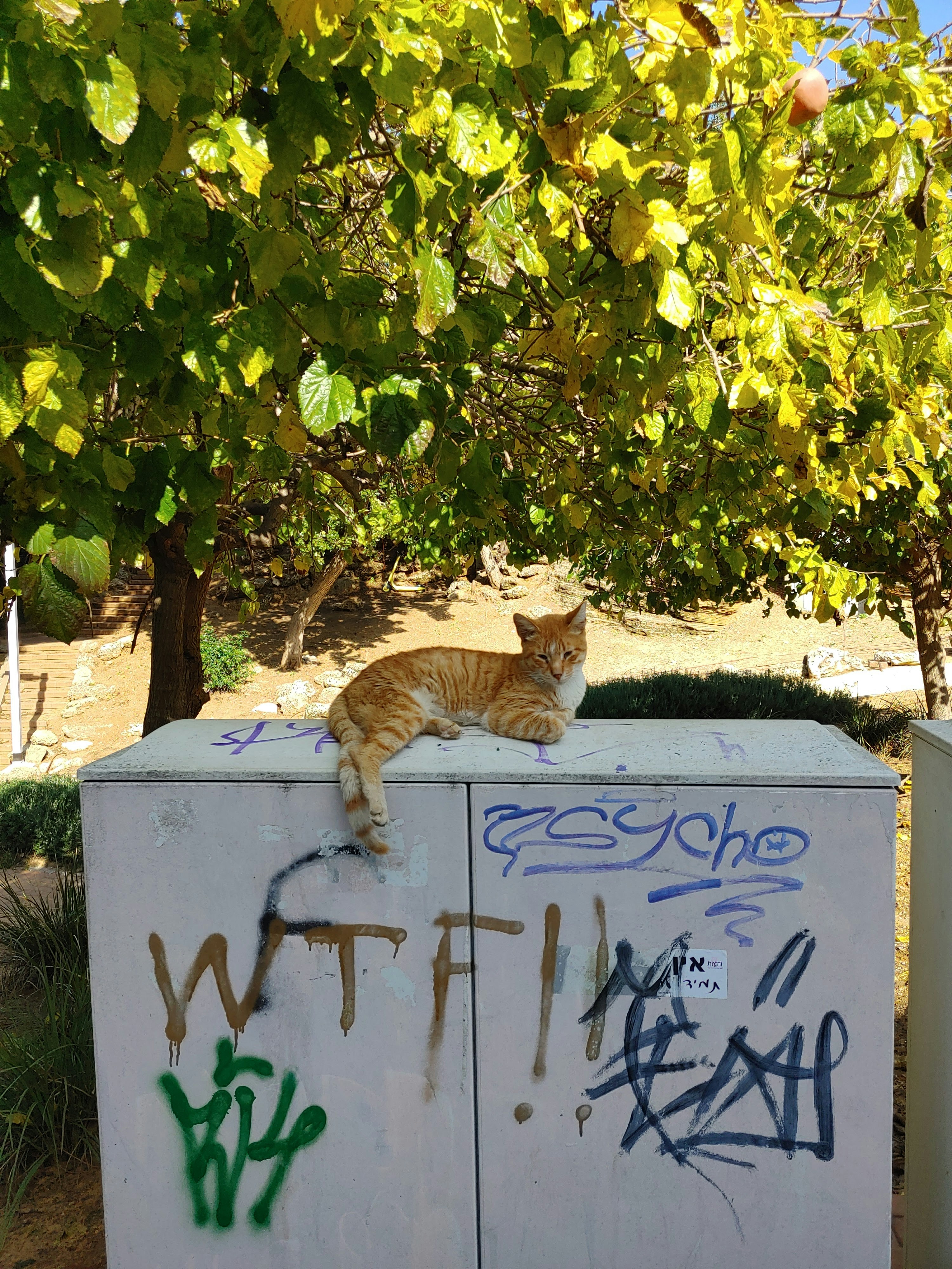 Orange tabby cat on white wooden box photo – Free Cat Image on Unsplash