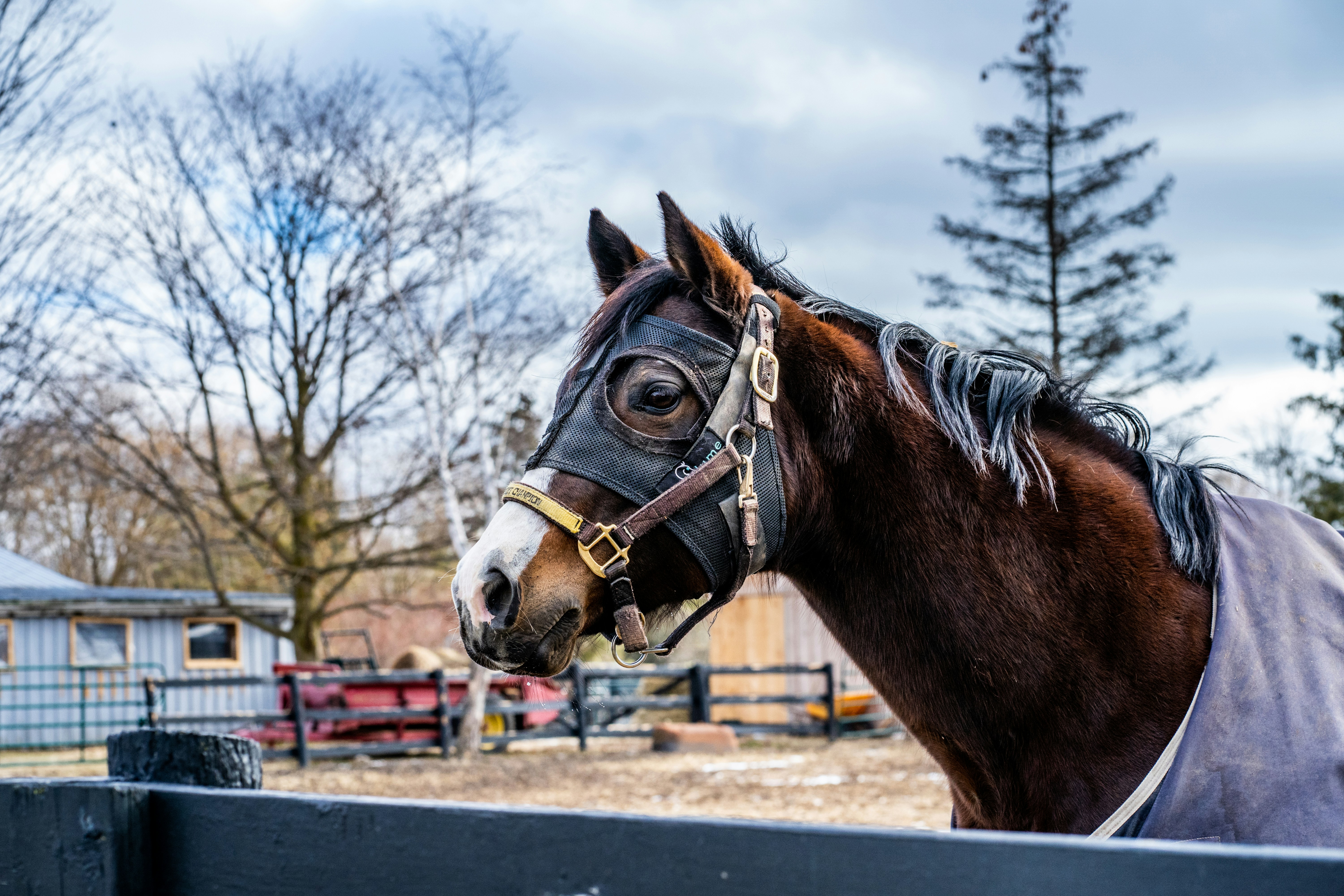 Railside Gaze: A Horse Paused at the Paddock Fence