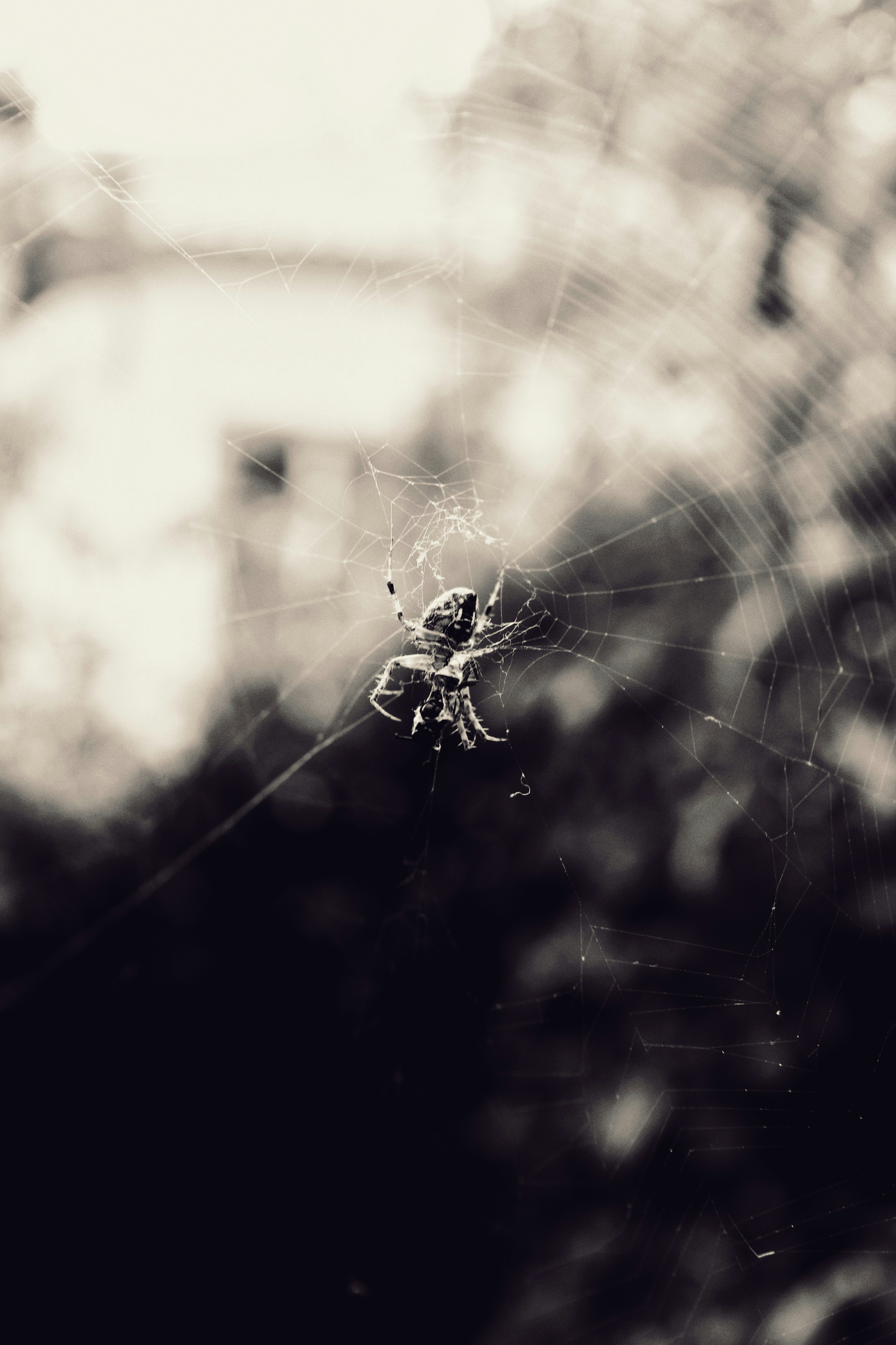 Centerstage on a Gossamer Web