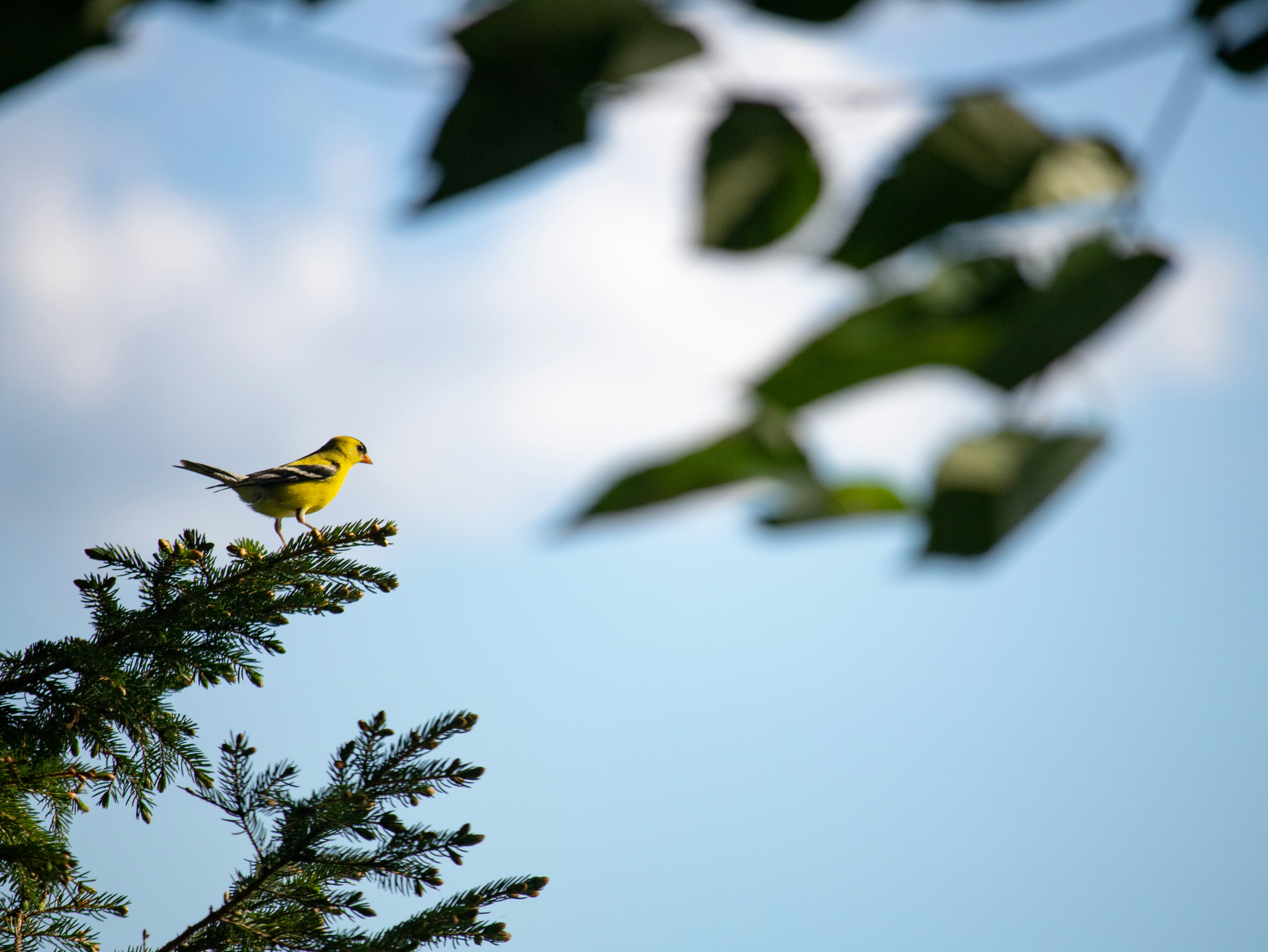 A vibrant yellow bird perched atop a pine branch, surrounded by lush green leaves and a soft blue sky.