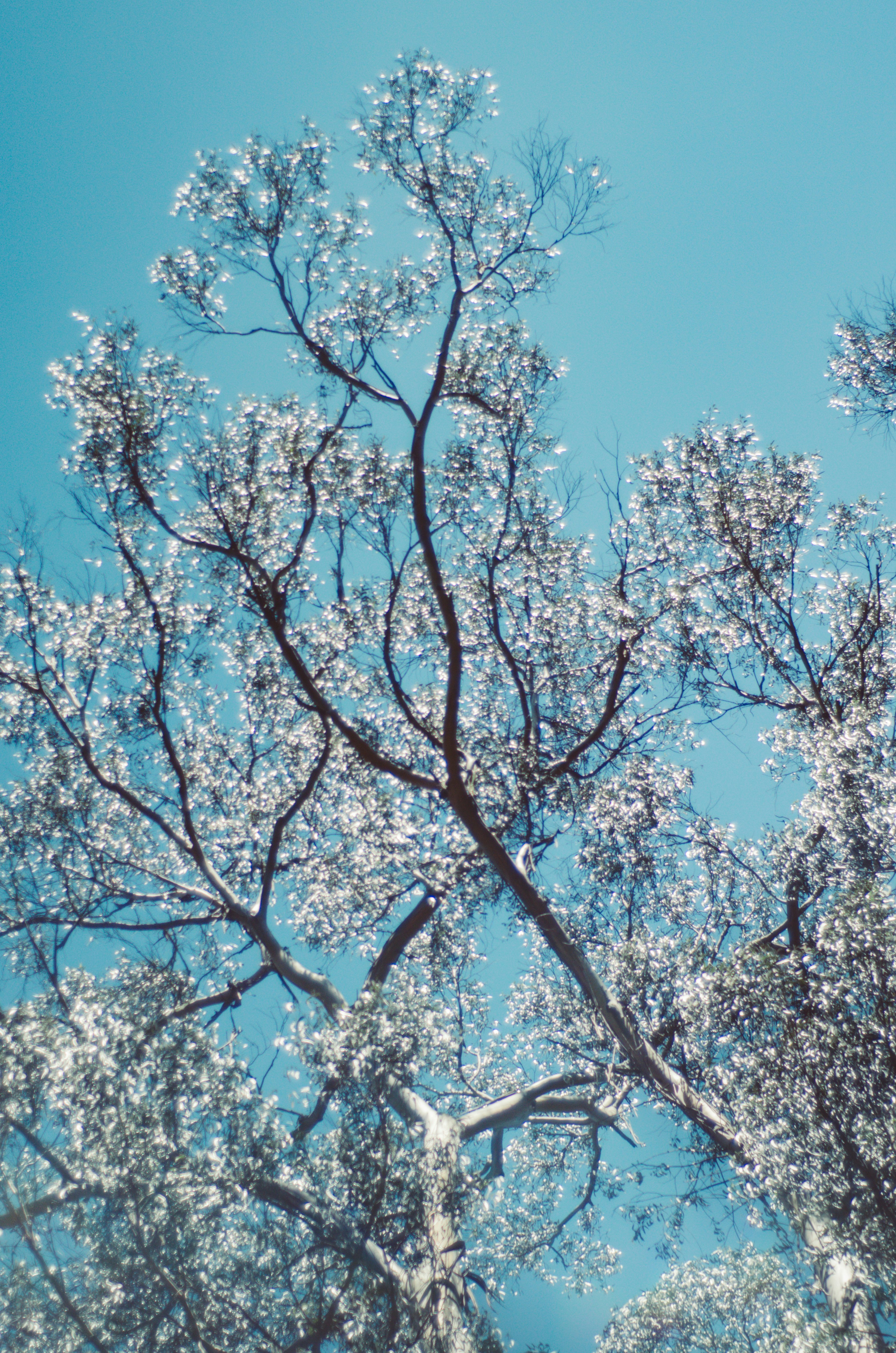 Crystal Canopy: Sunlit Blossoms Against a Cobalt Sky