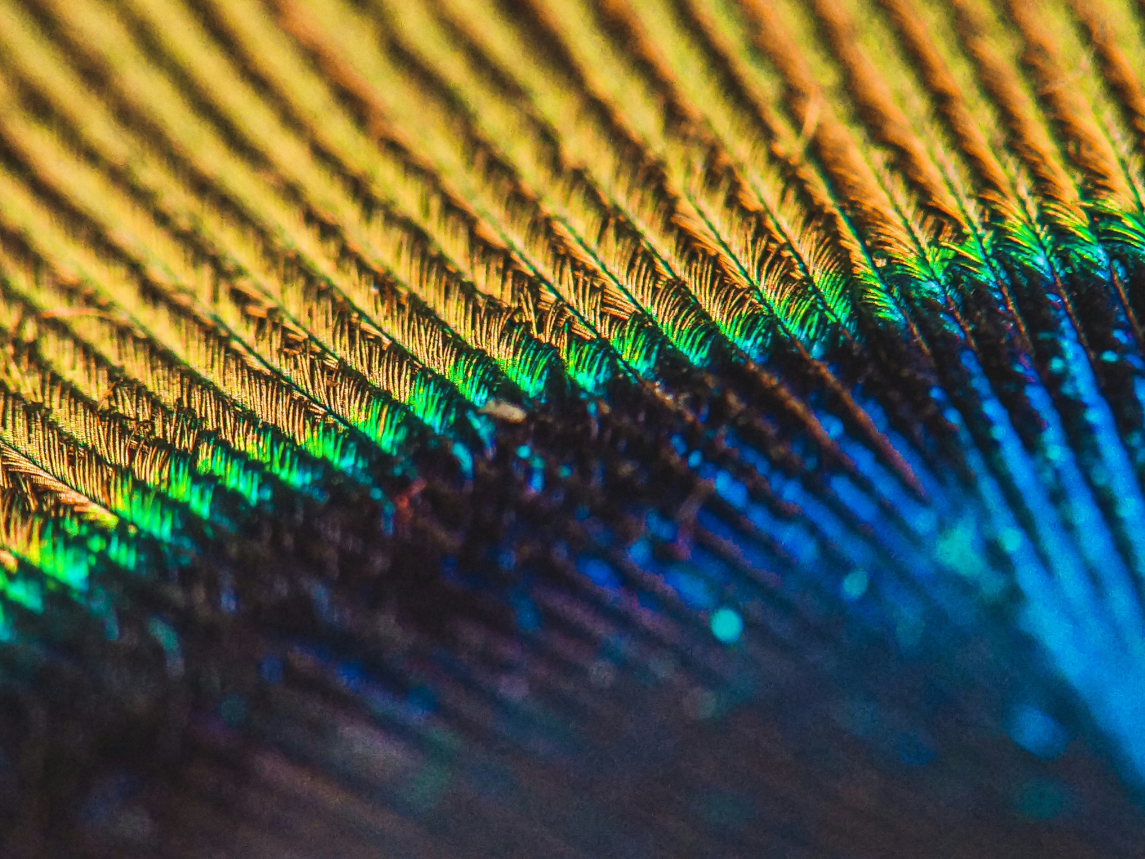 Iridescent Feather Luster: Macro Patterns in Color