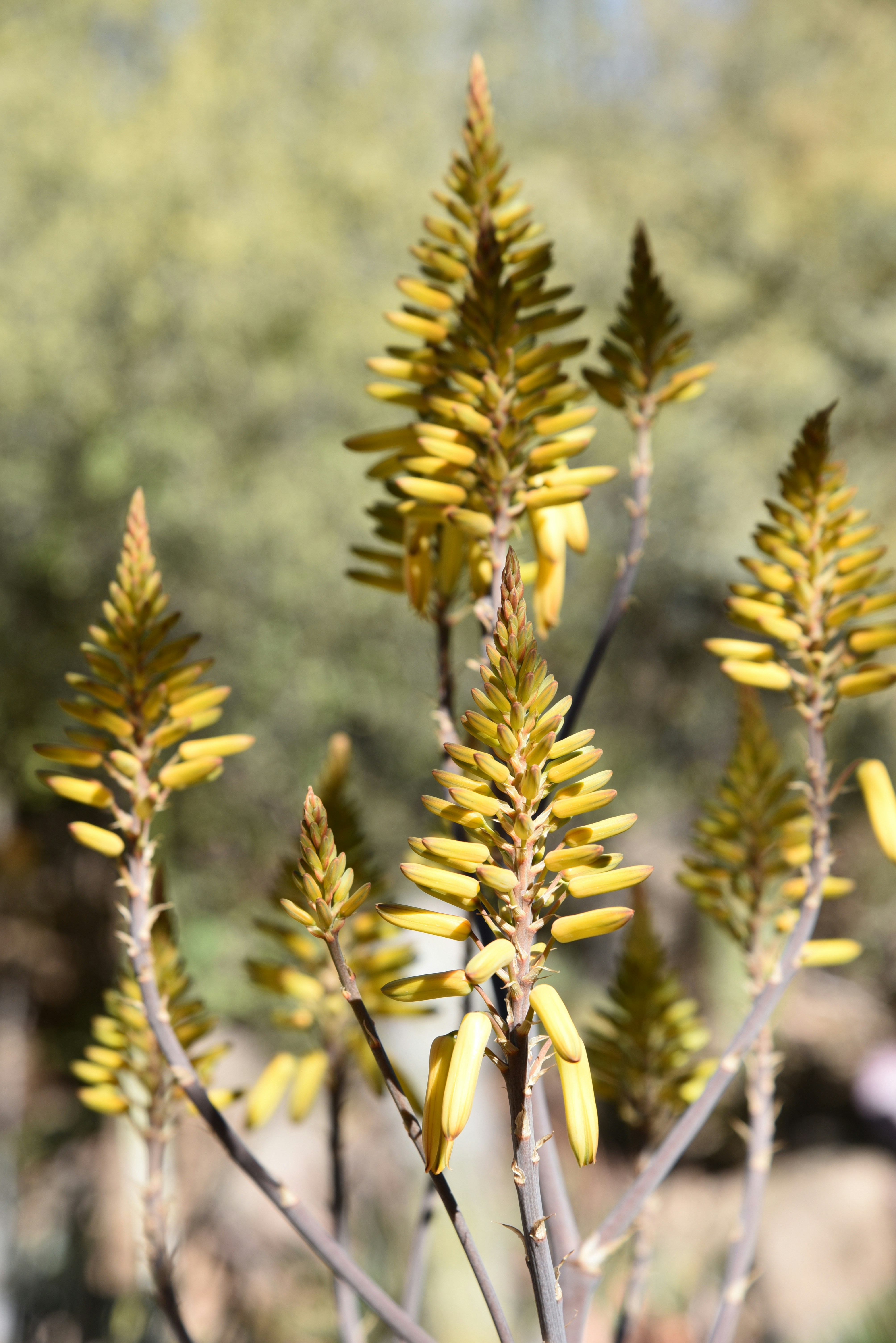 yellow flower buds in tilt shift lens