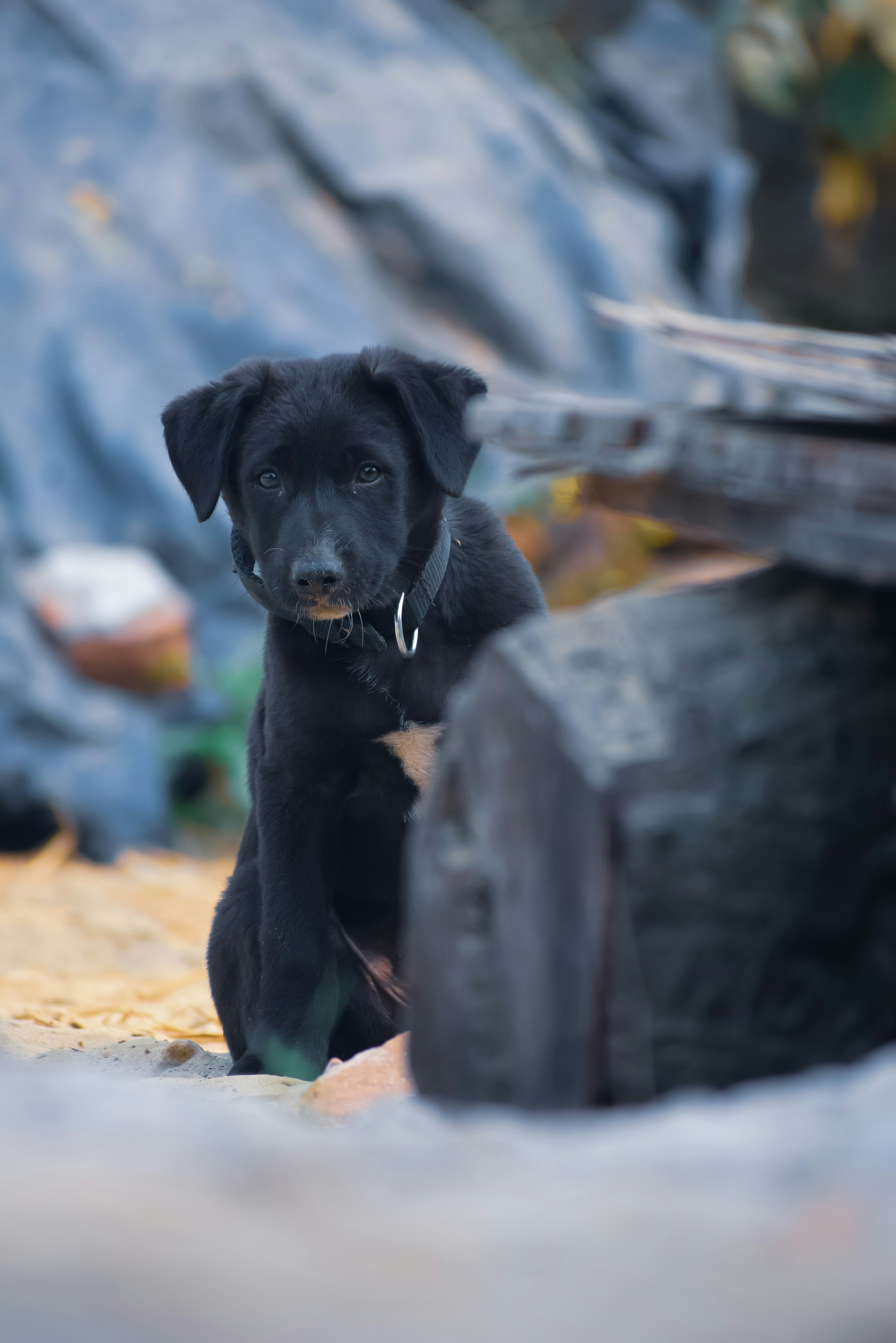 Curious Black Pup Between Weathered Wood and Stone