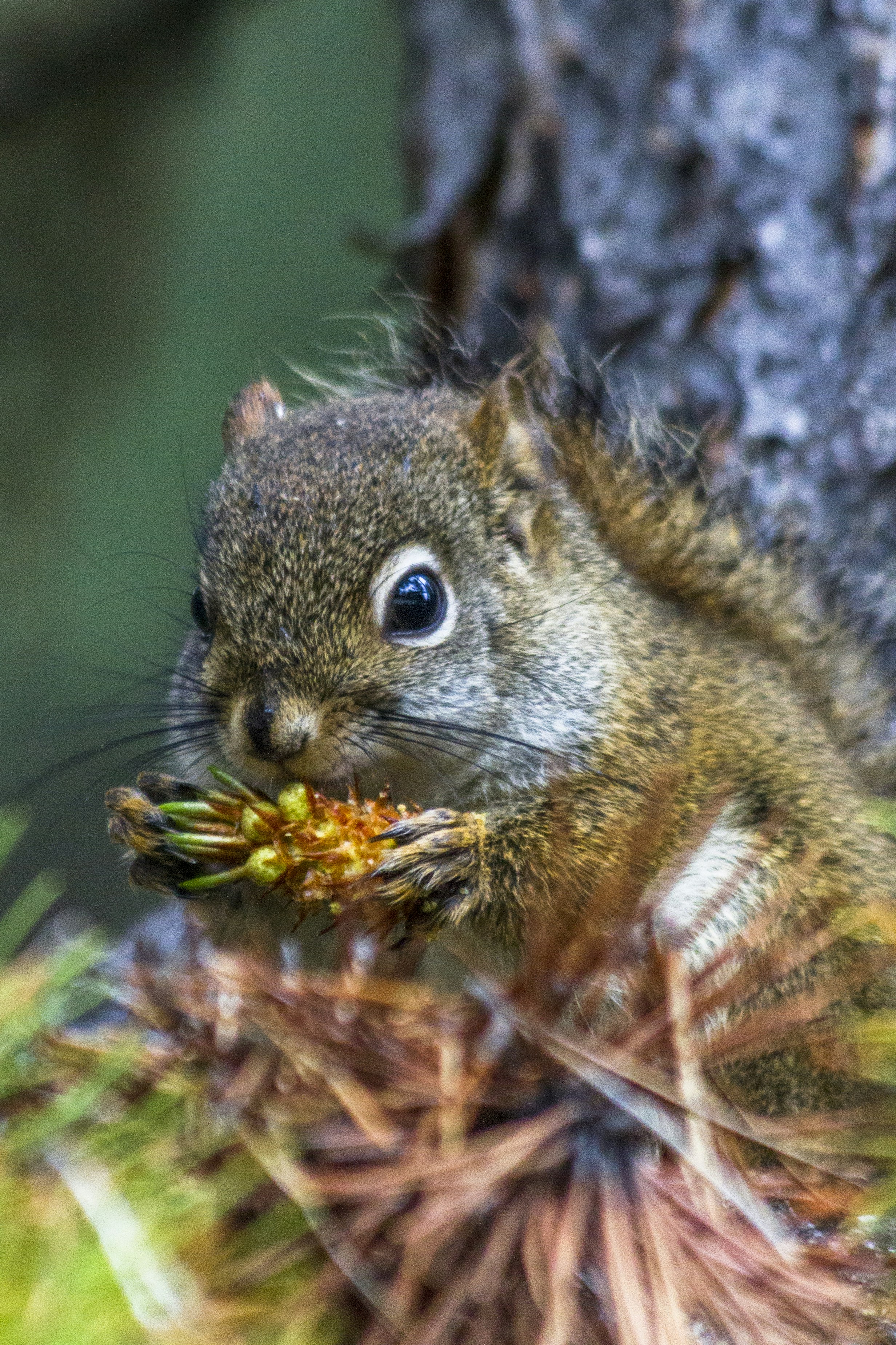 Nutty Precision: Squirrel Grips Pine Cone Amid Bark