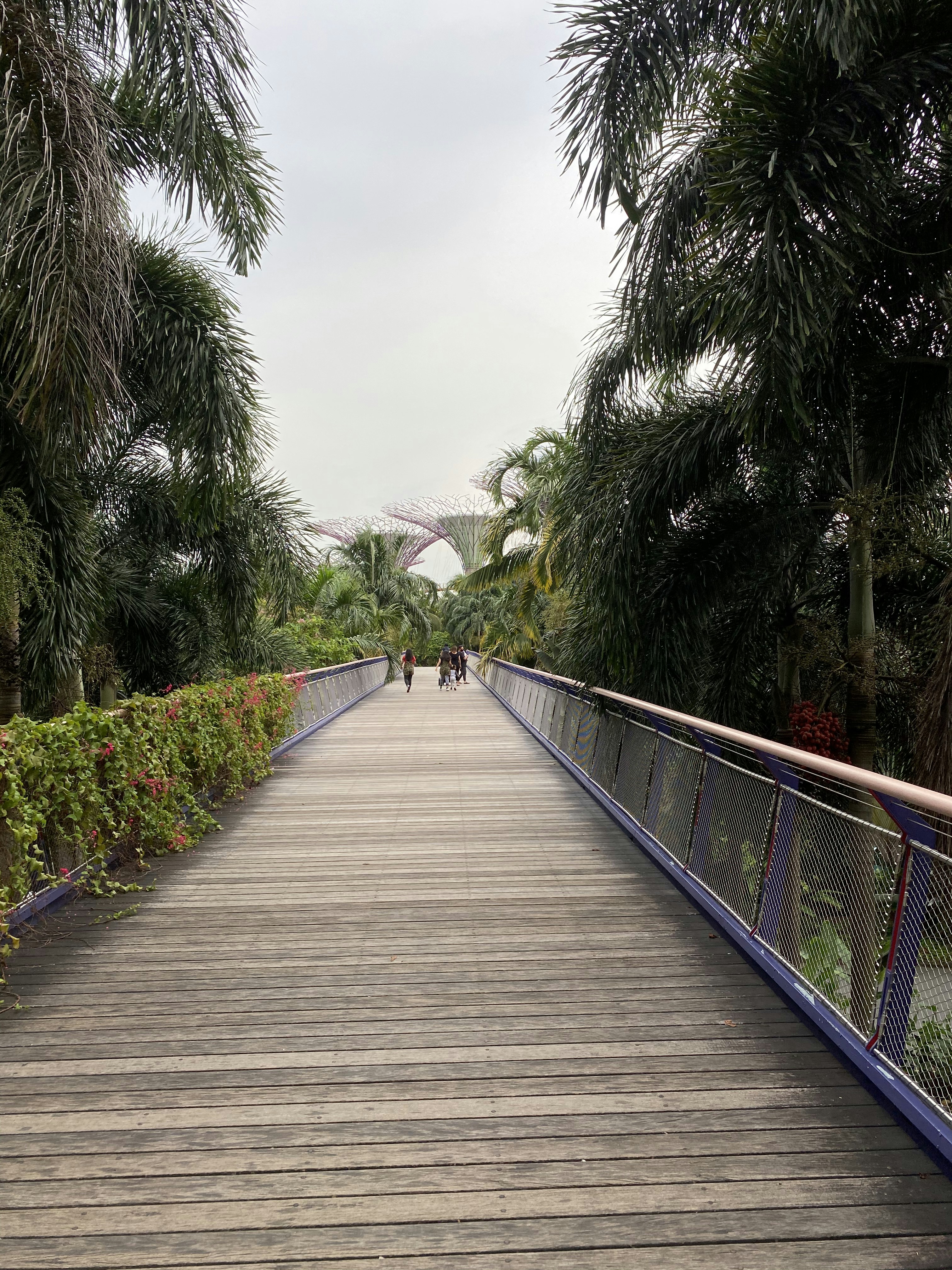 brown wooden bridge between green palm trees during daytime
