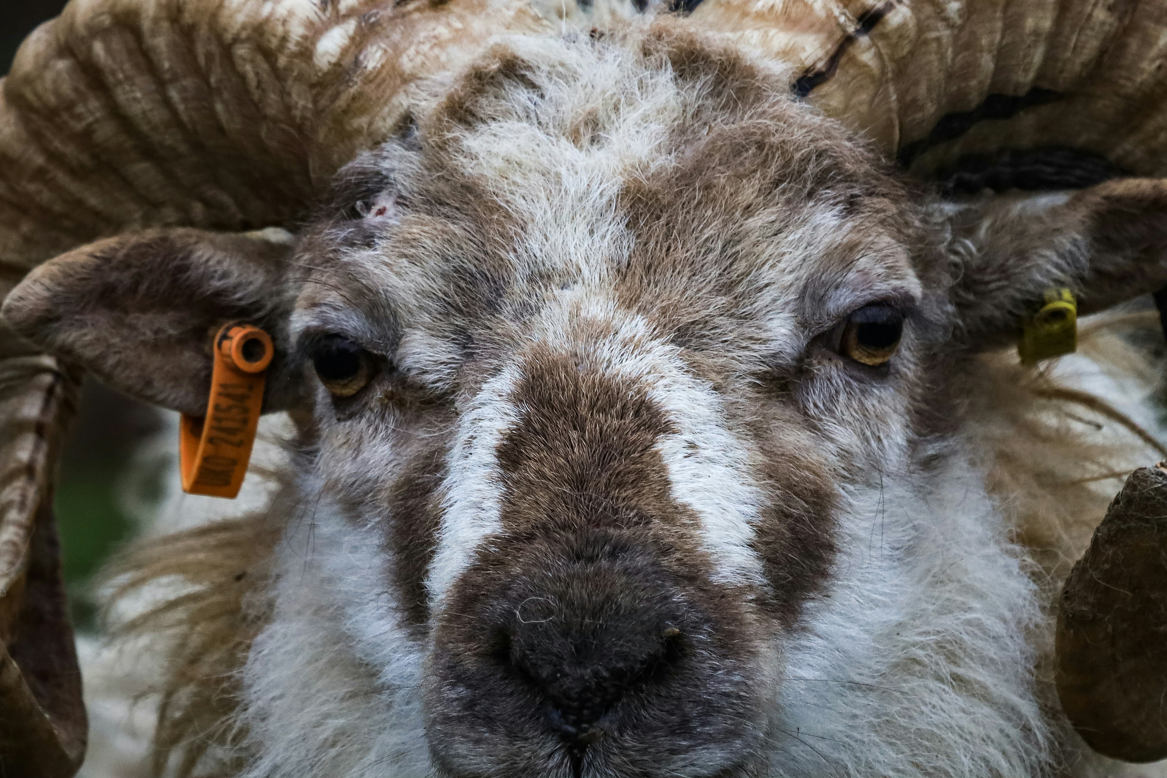 White and brown sheep on brown wooden cage photo – Free Chigwell ...