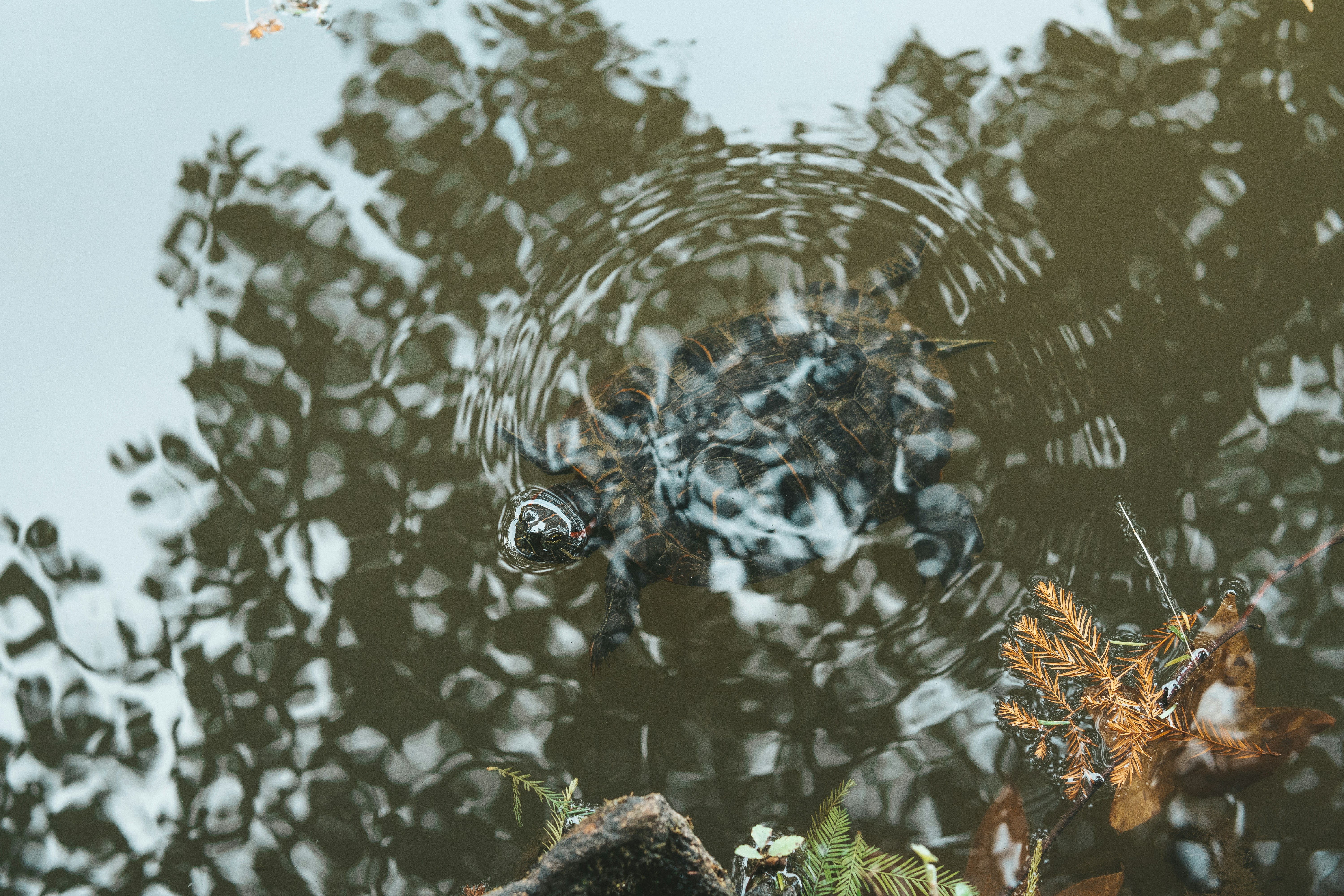 Ripple Portrait: A Quiet Moment on the Pond