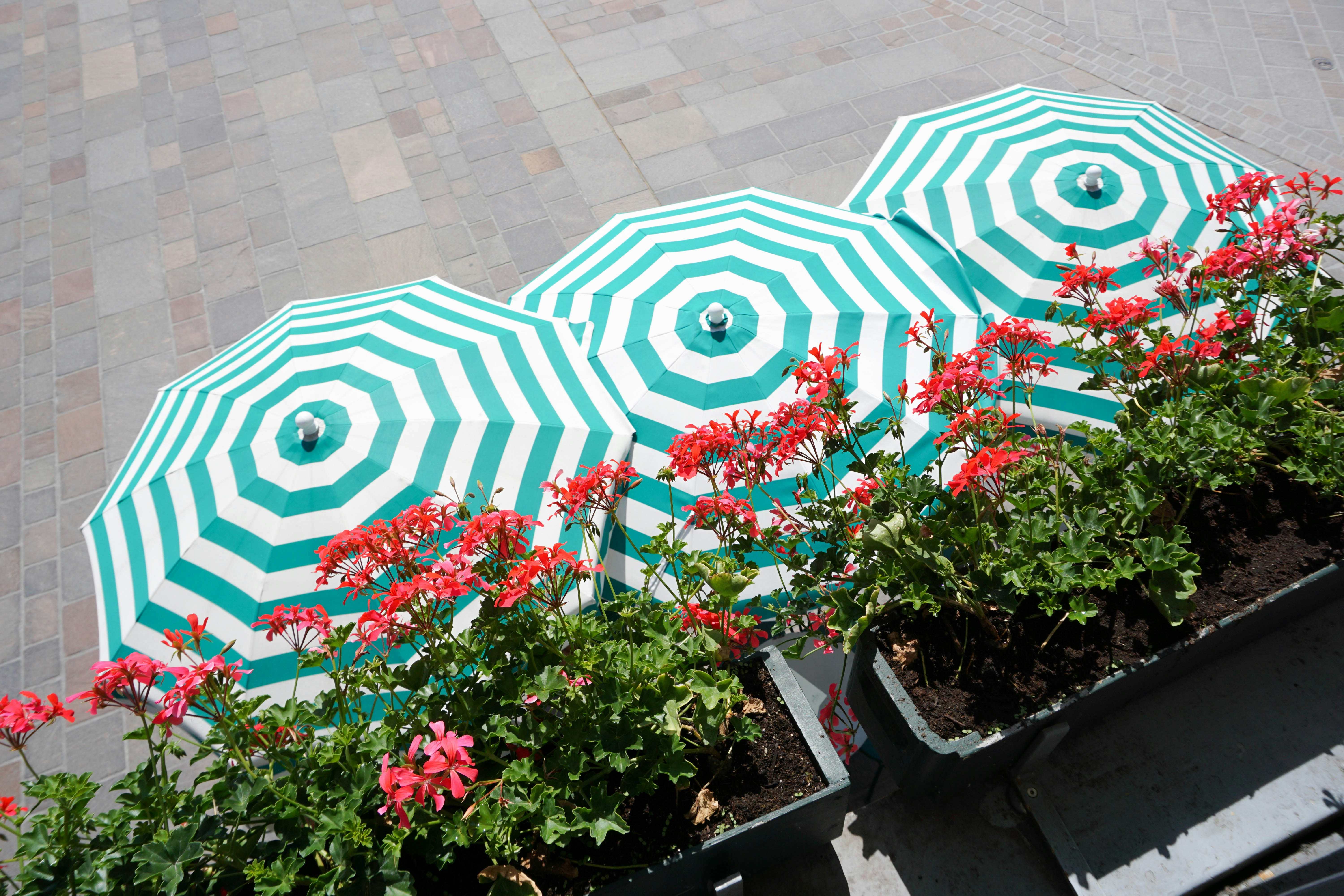 Teal-Striped Umbrella Row Framing Pink Flower Boxes