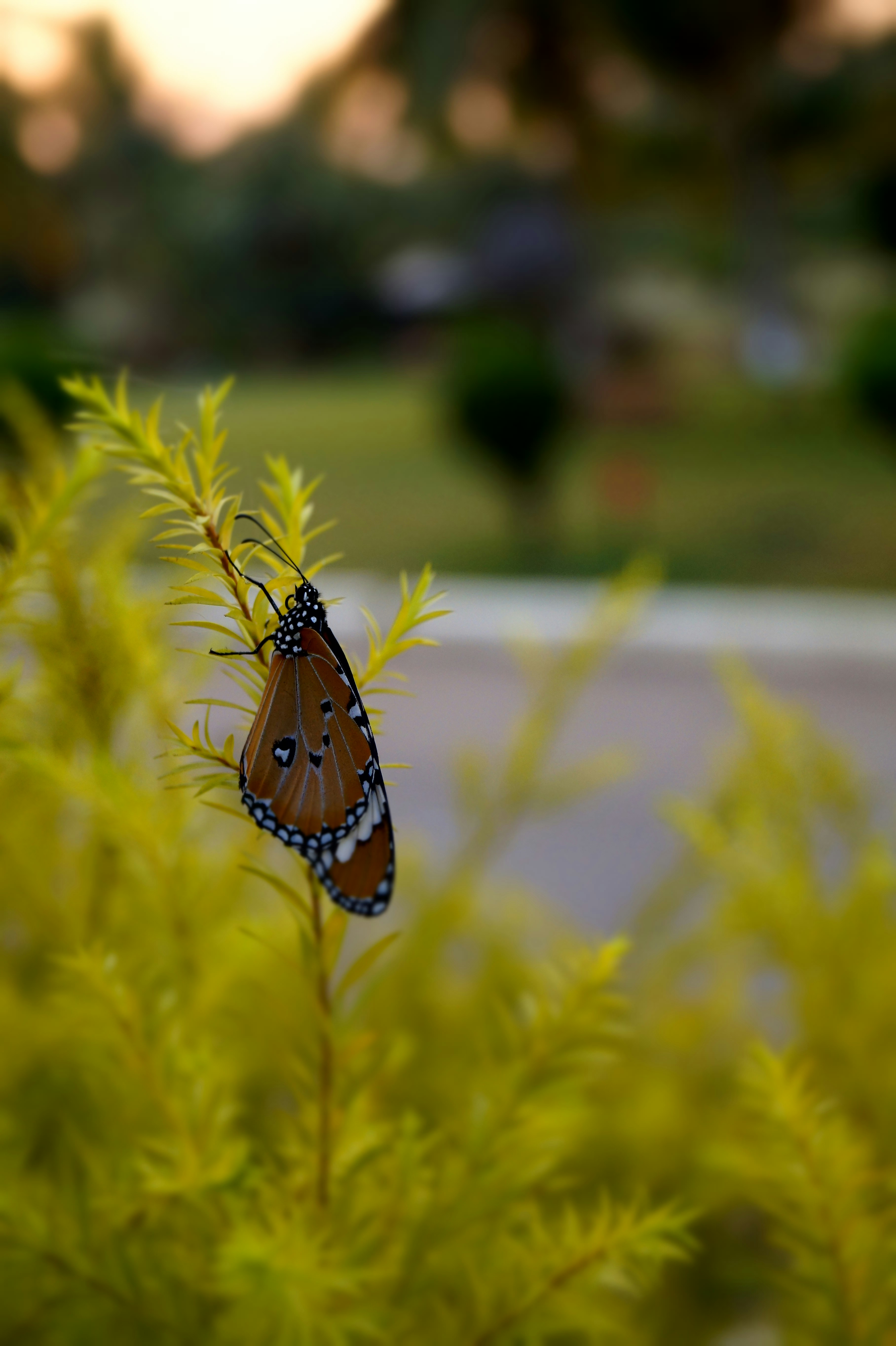 monarch butterfly perched on yellow flower in close up photography during daytime