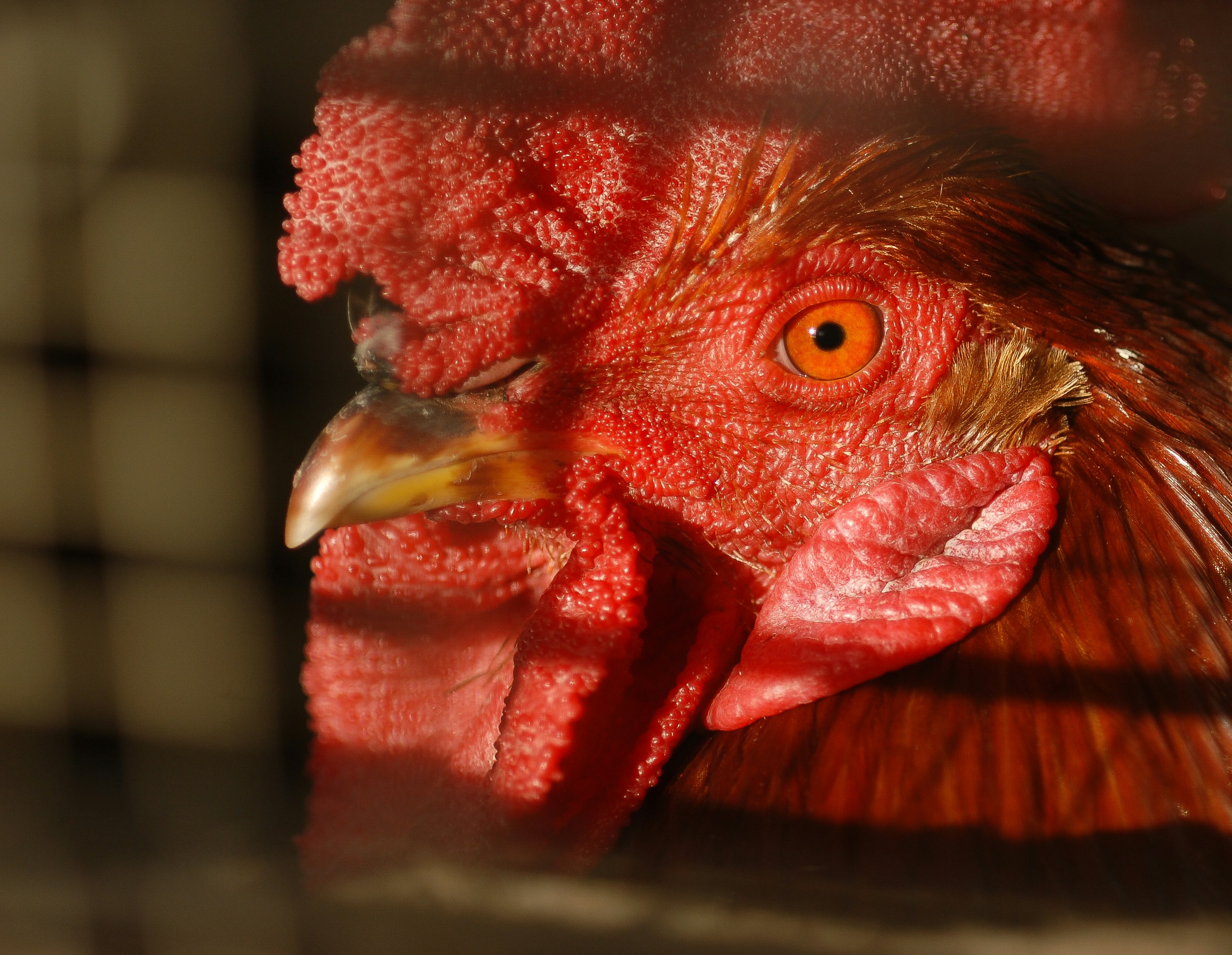Ember Eye Through the Wire: A Close-Up Rooster Portrait