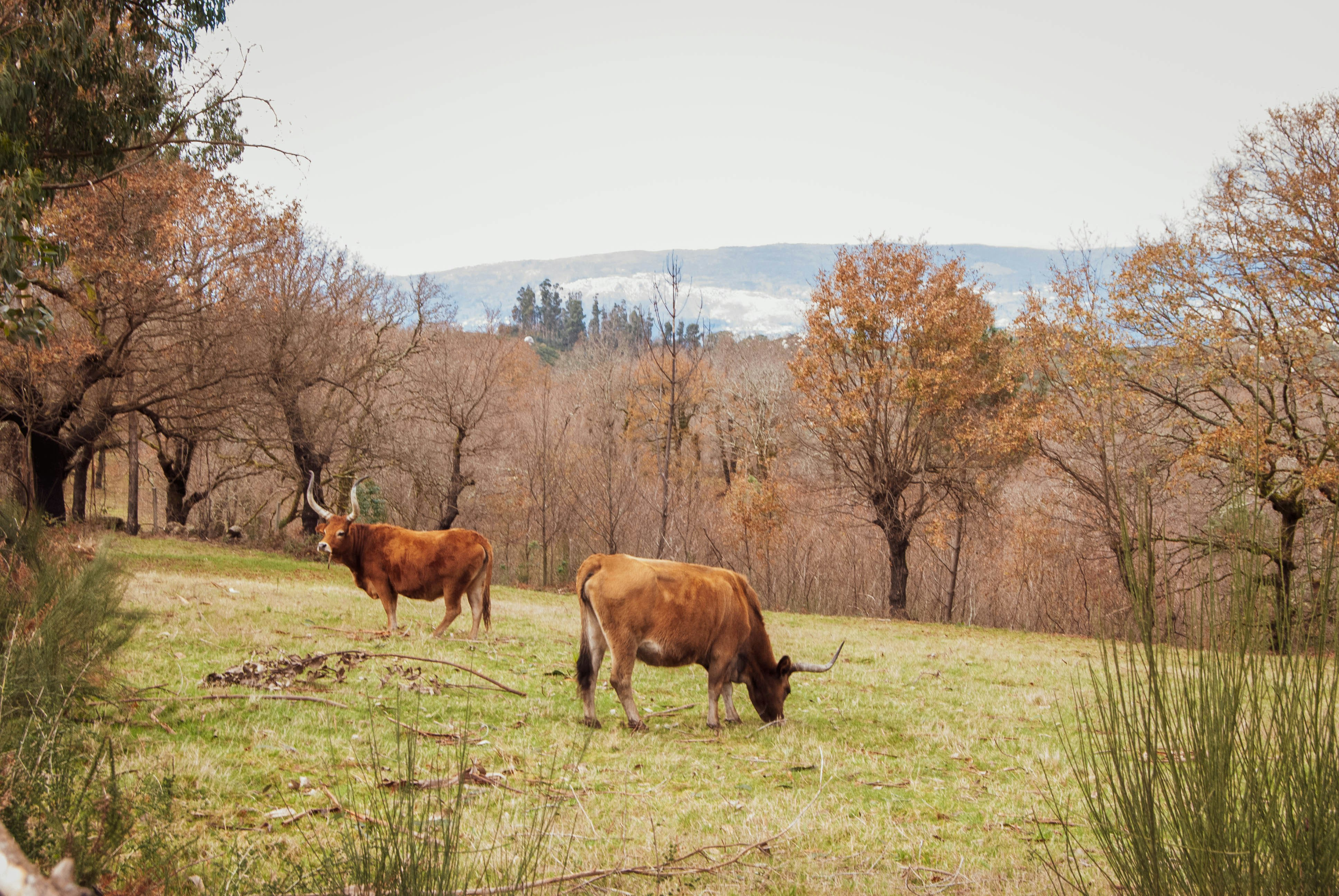 Brown cow on green grass field during daytime photo – Free Ponte da ...