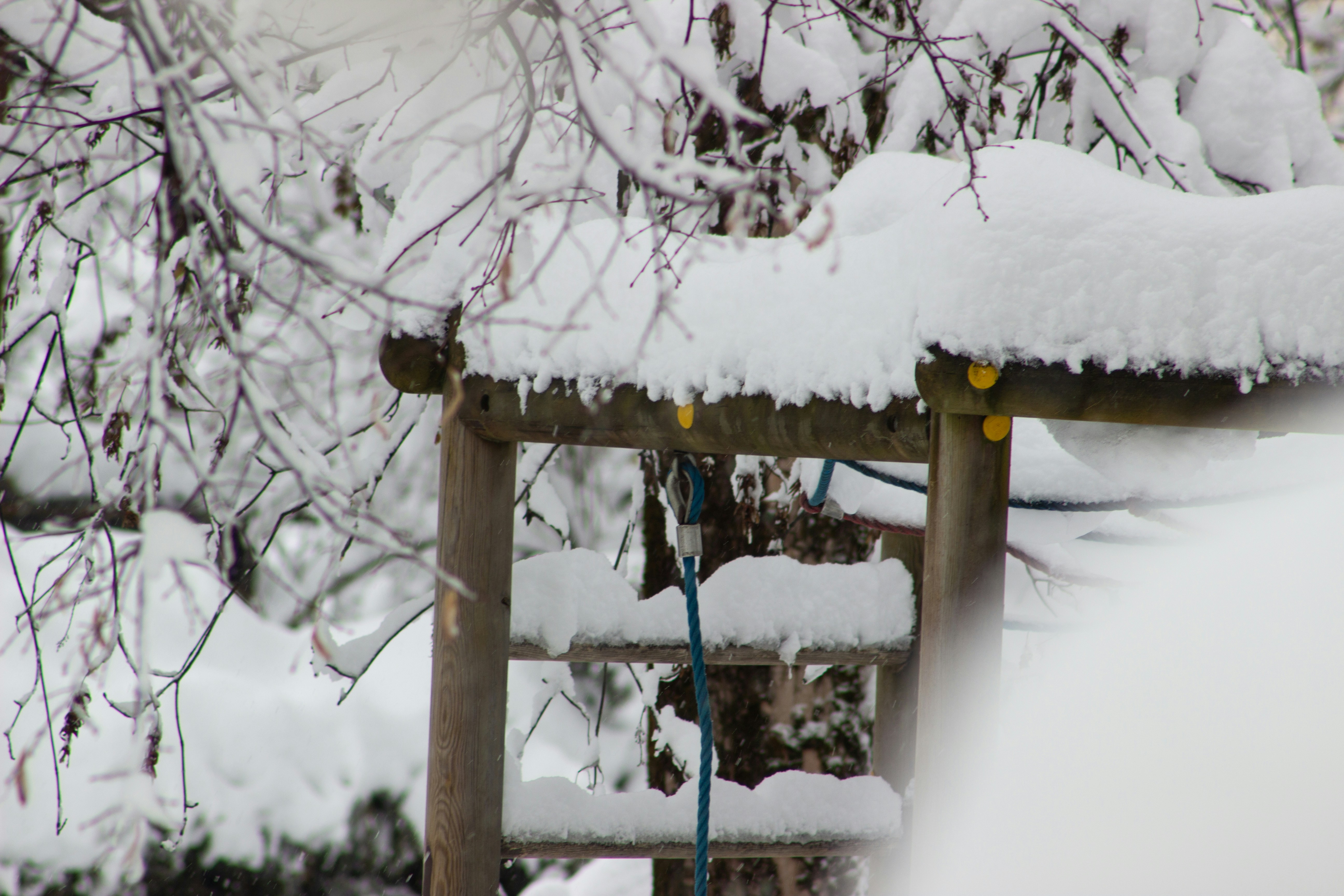 Quiet Threshold: Blue Rope on a Snow-Covered Gate