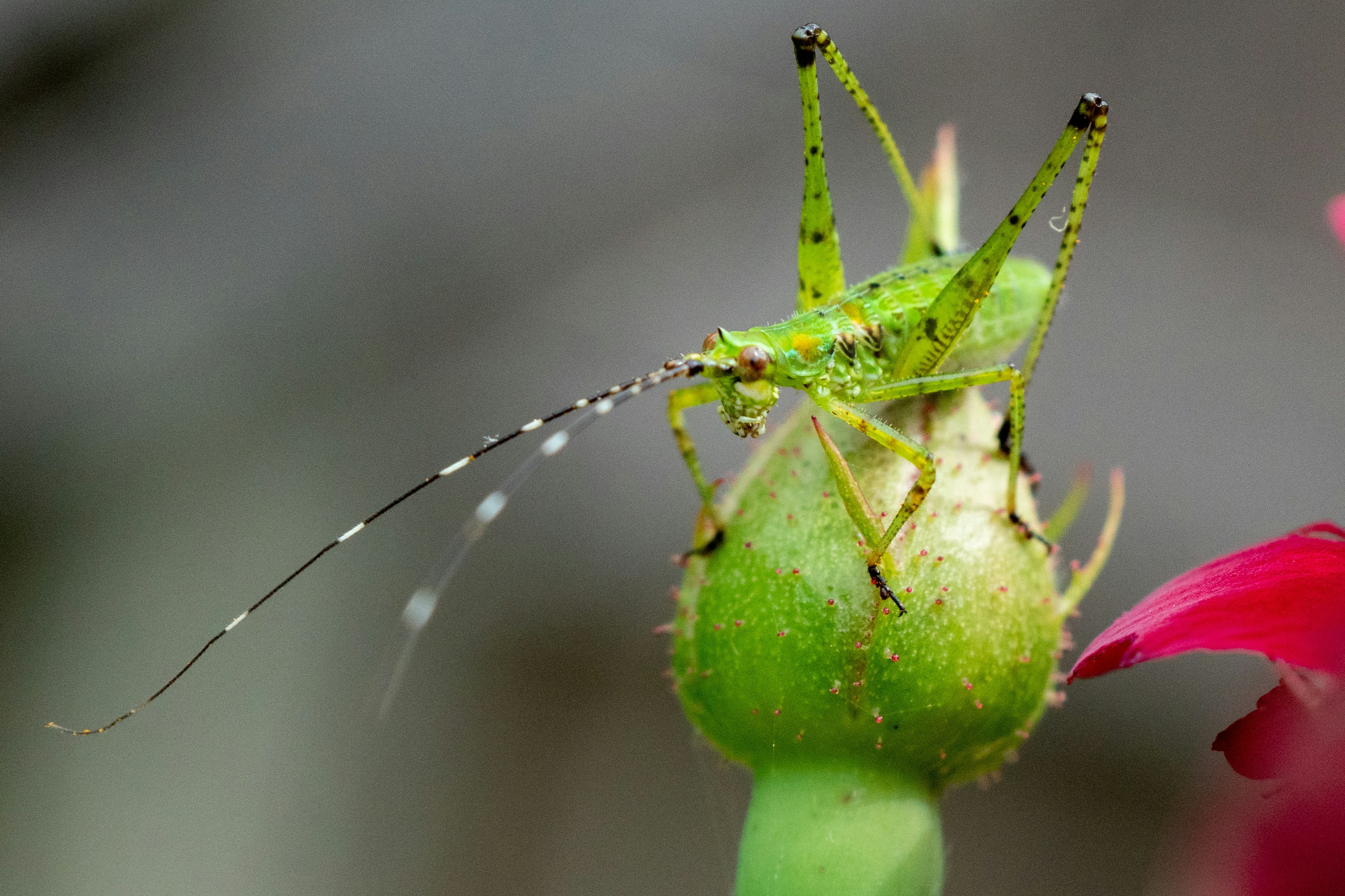 A vibrant green grasshopper perched on a budding rose, showcasing its delicate antennae and intricate body structure.