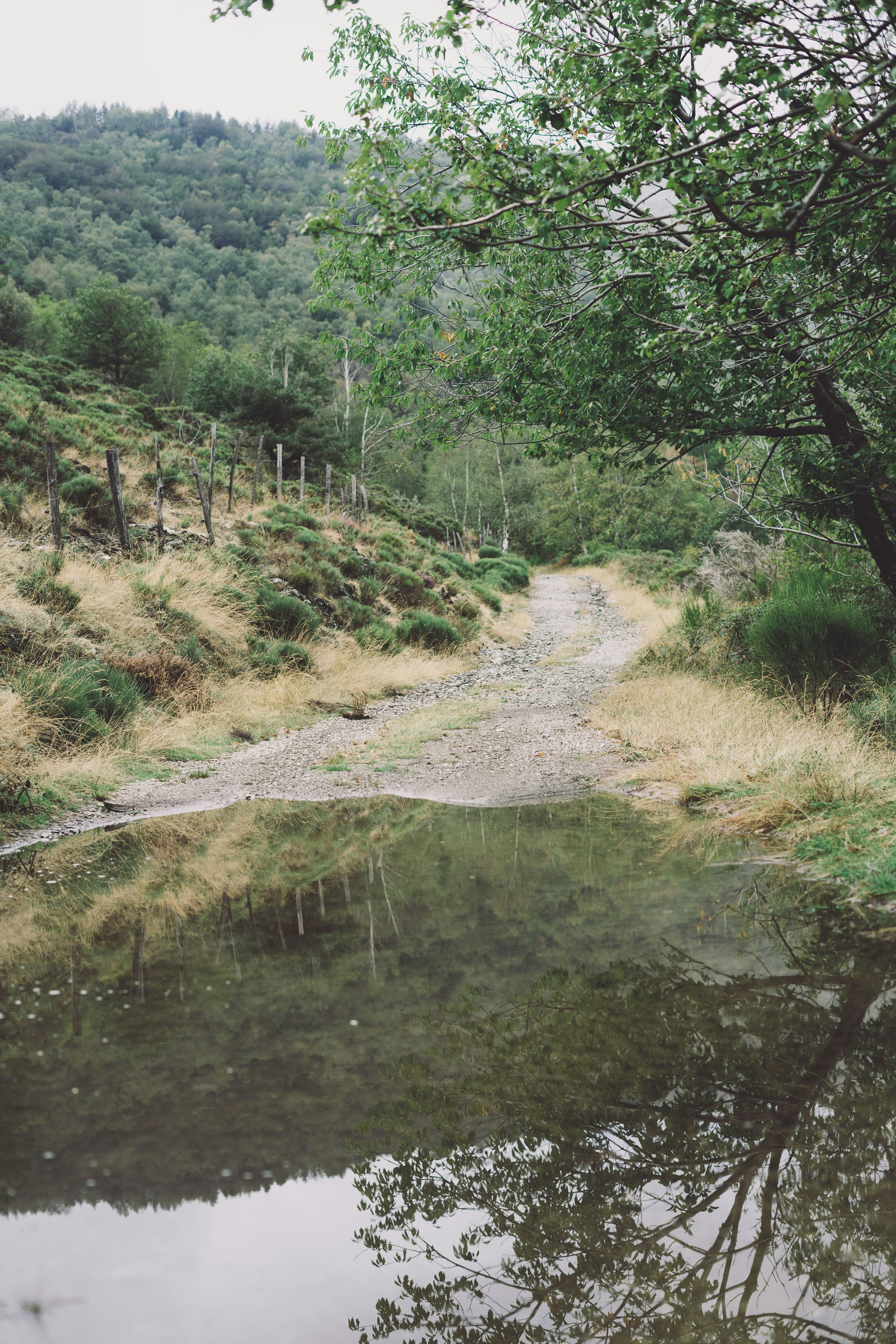 Trail Mirror: A Quiet Dirt Path Winding Toward a Forested Horizon
