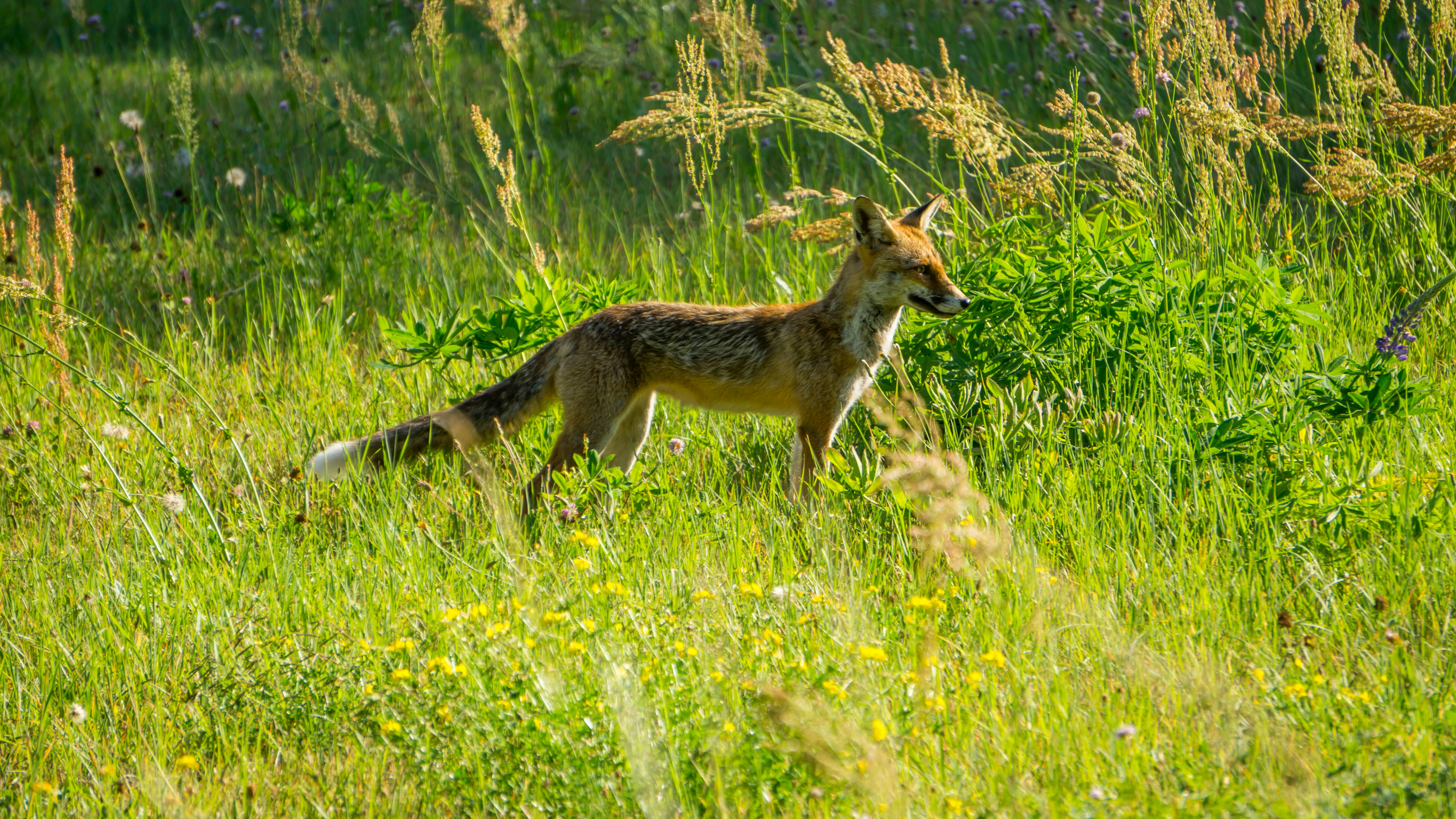 Brown and black fox on green grass field during daytime photo – Free ...
