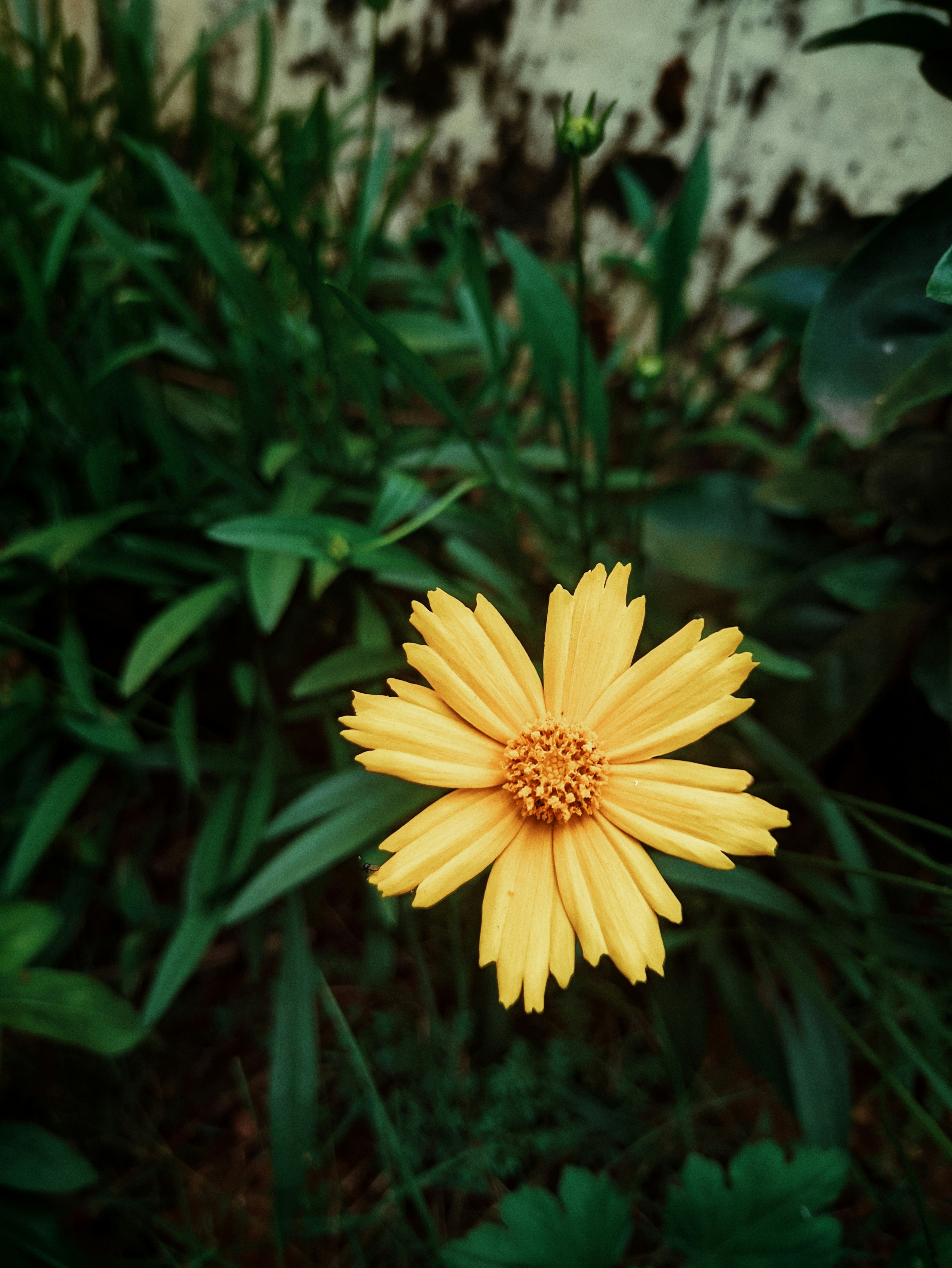 Close-up photograph of a vibrant yellow daisy-like flower with a blurred green garden background.