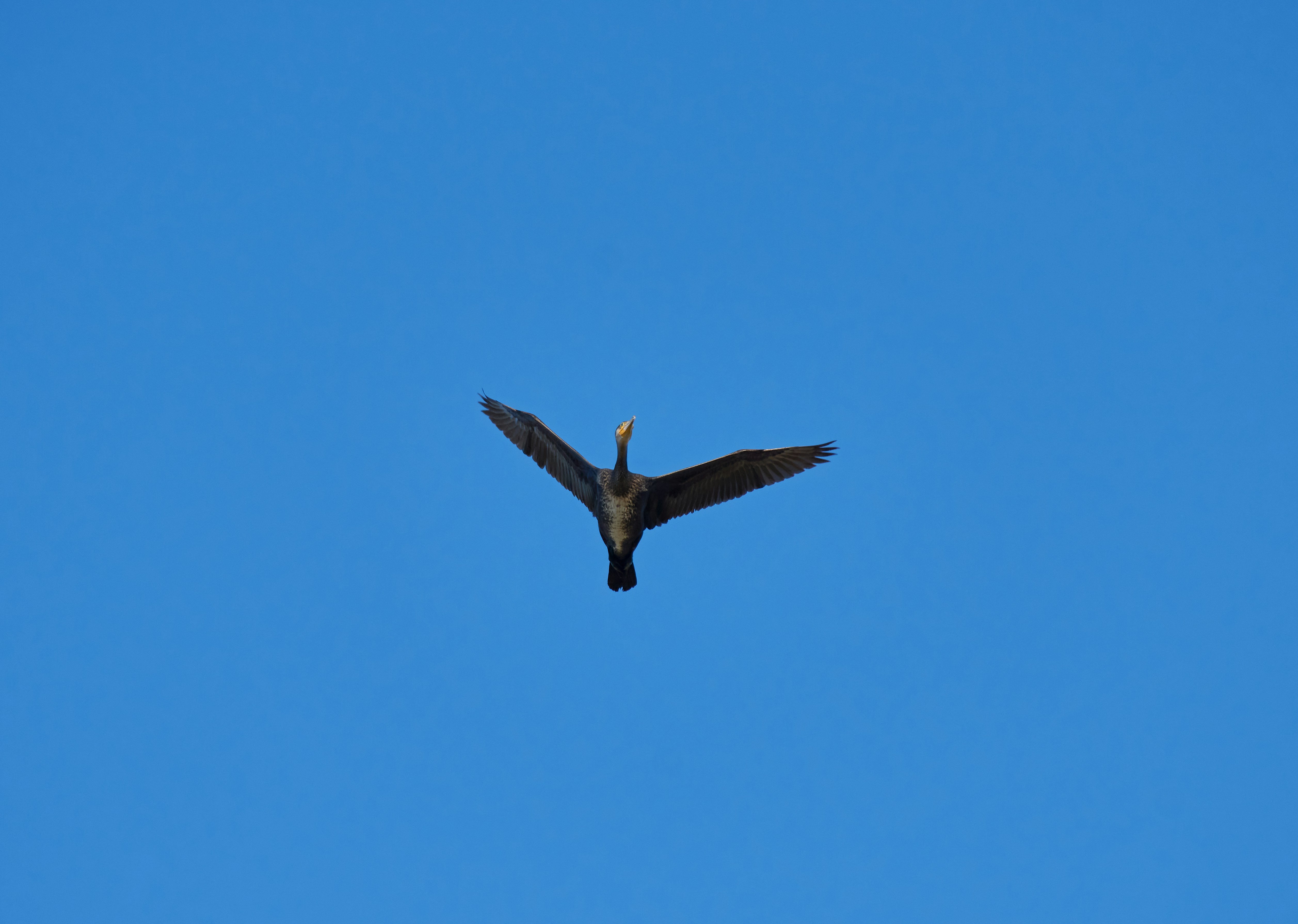 Cormorant gliding gracefully against a clear blue sky, wings fully extended. The image captures the essence of freedom and nature's beauty.