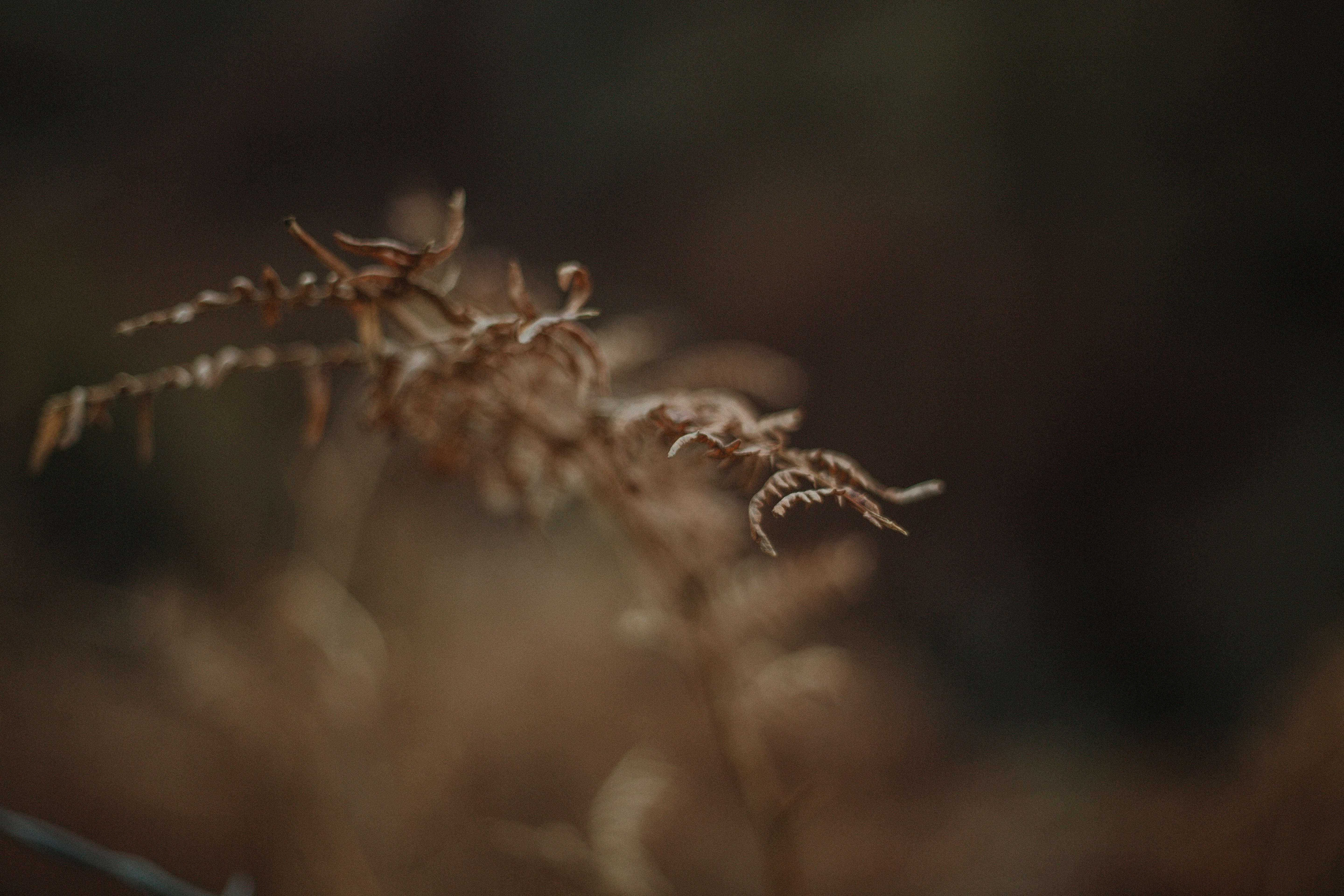 Close-up of a delicate fern frond, softly illuminated by ambient light, showcasing intricate details against a blurred background.