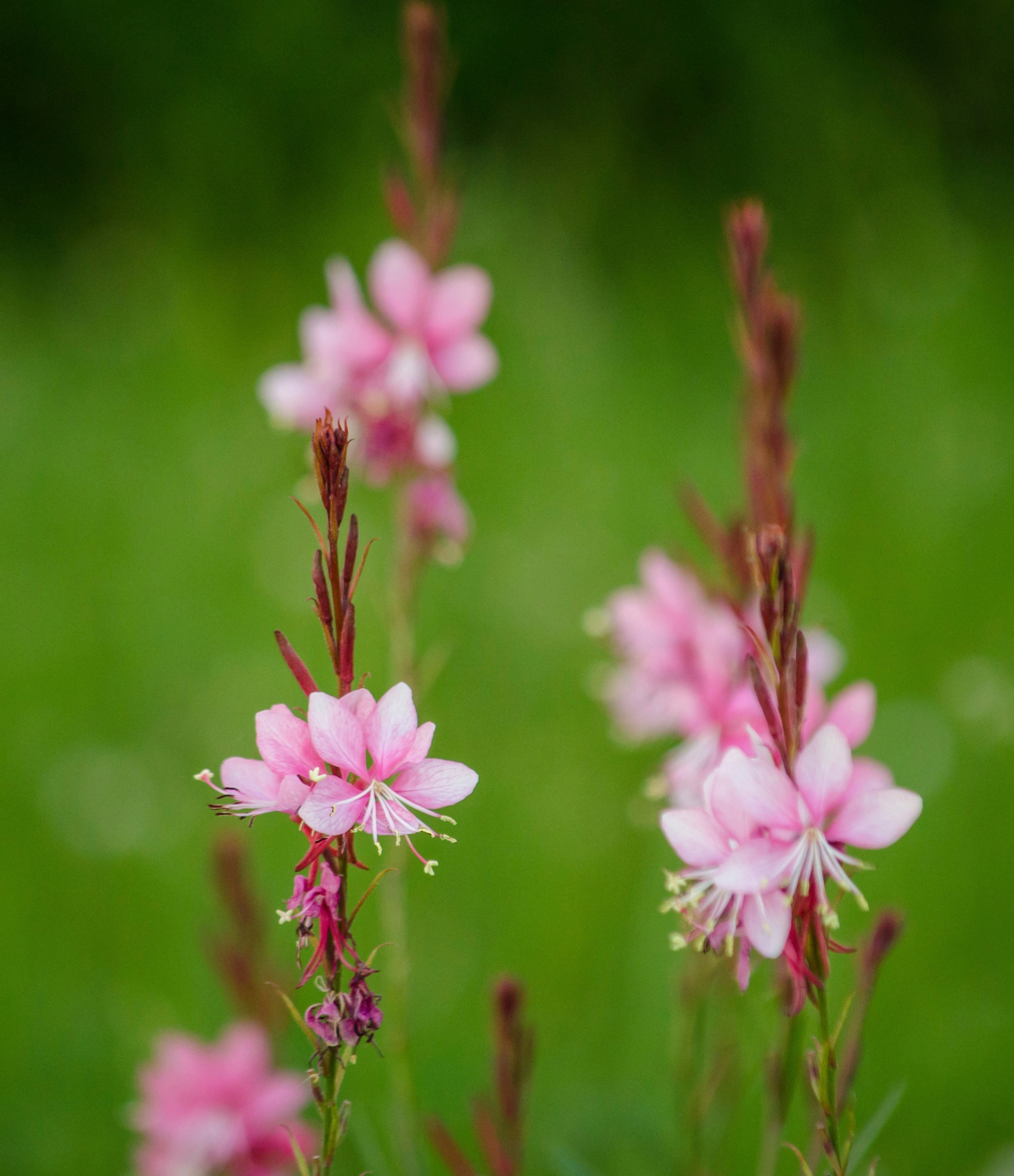 Whispers of Spring: A Floral Symphony