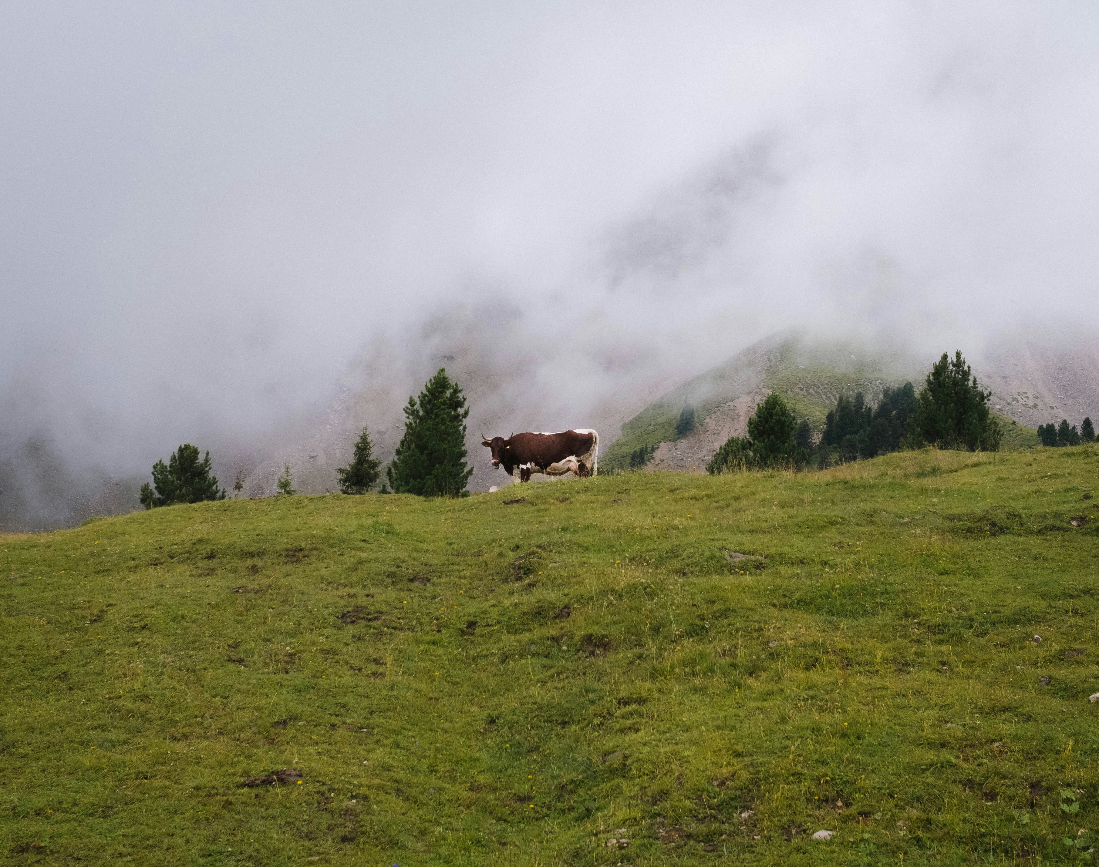 A lone cow grazes on lush green grass under a blanket of fog, with distant mountains partially obscured. The tranquil scene captures the essence of rural life.