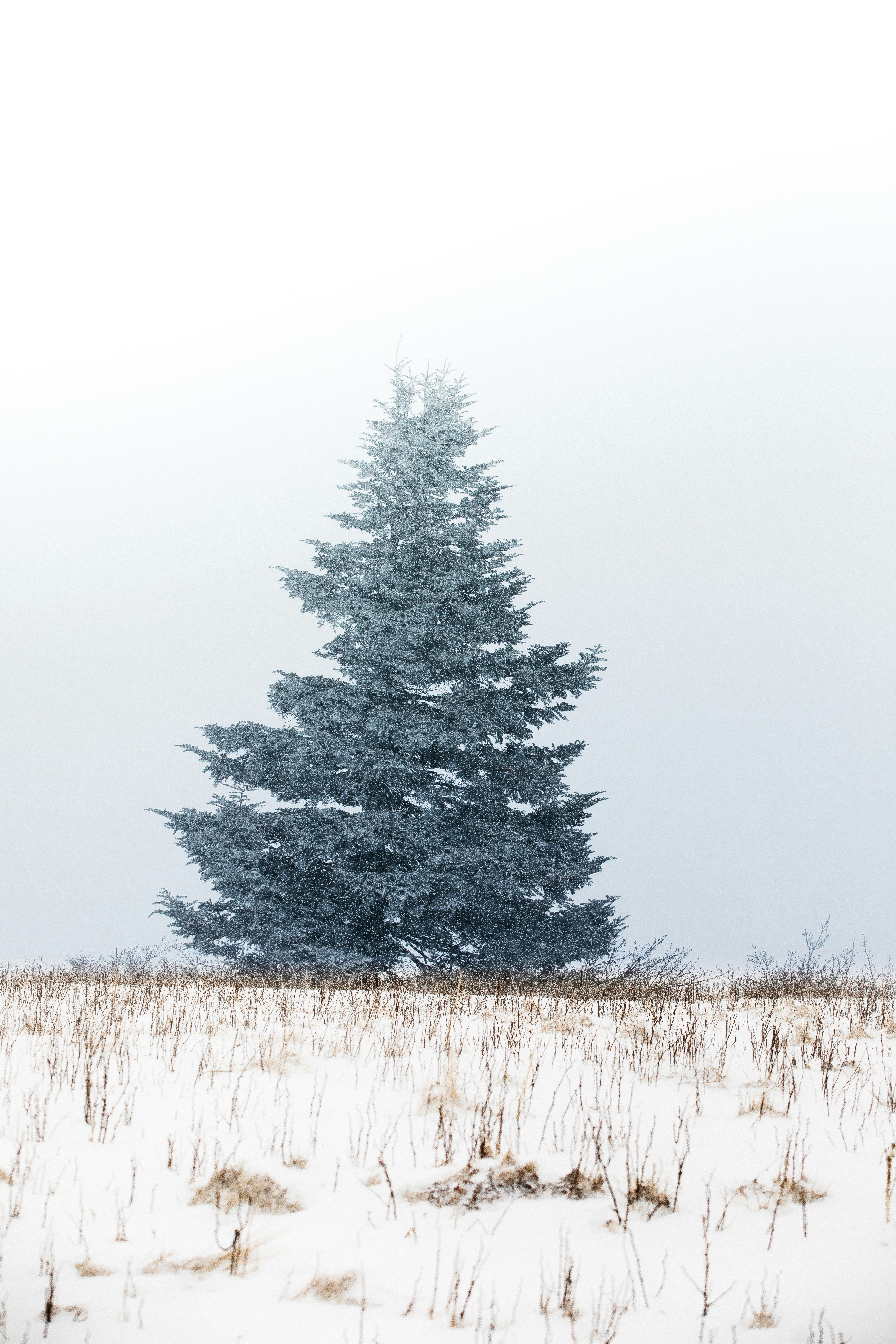 Fir tree standing in a field of snow