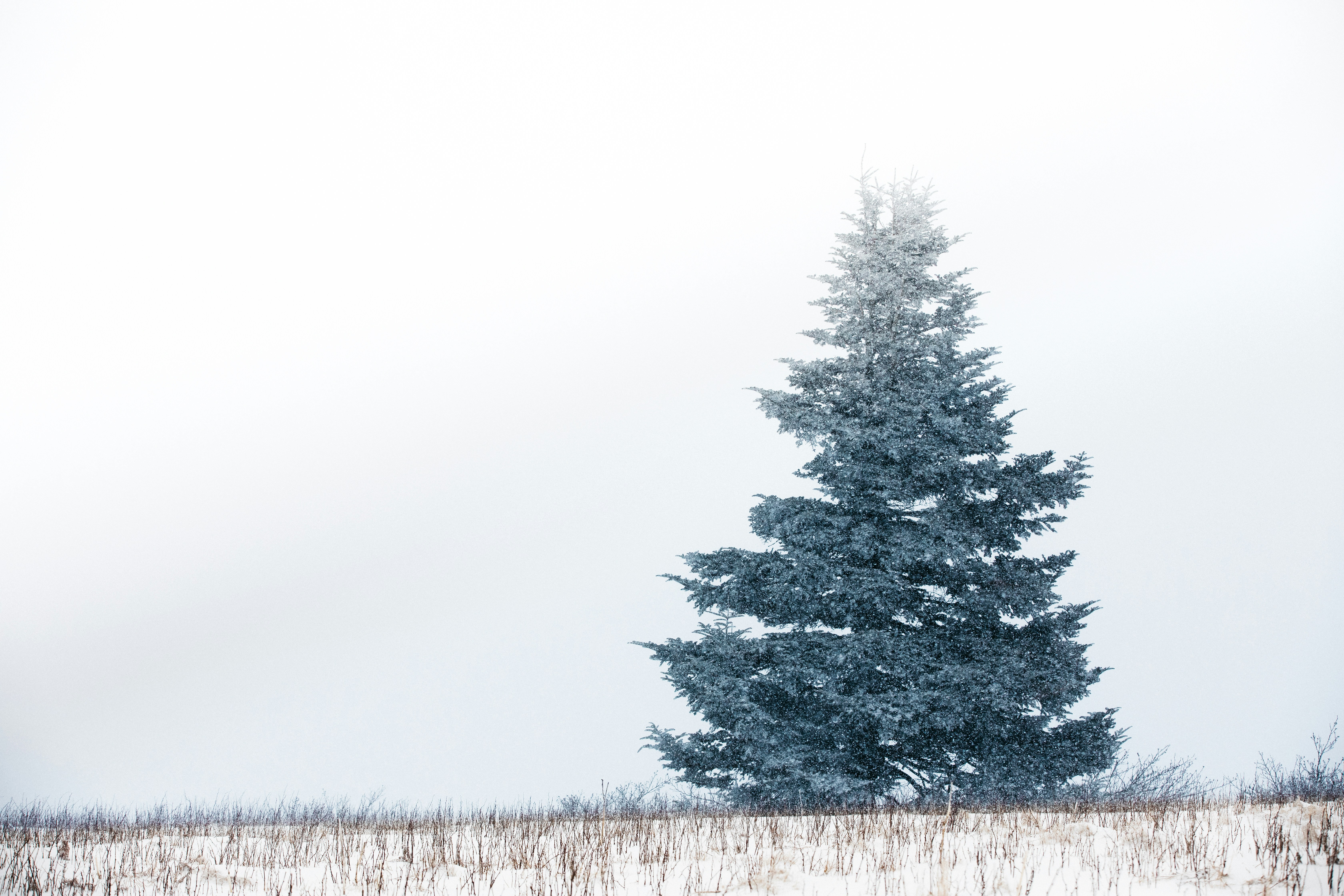 Winter's Quiet Sentinel: Lone Pine Against a Pale Horizon