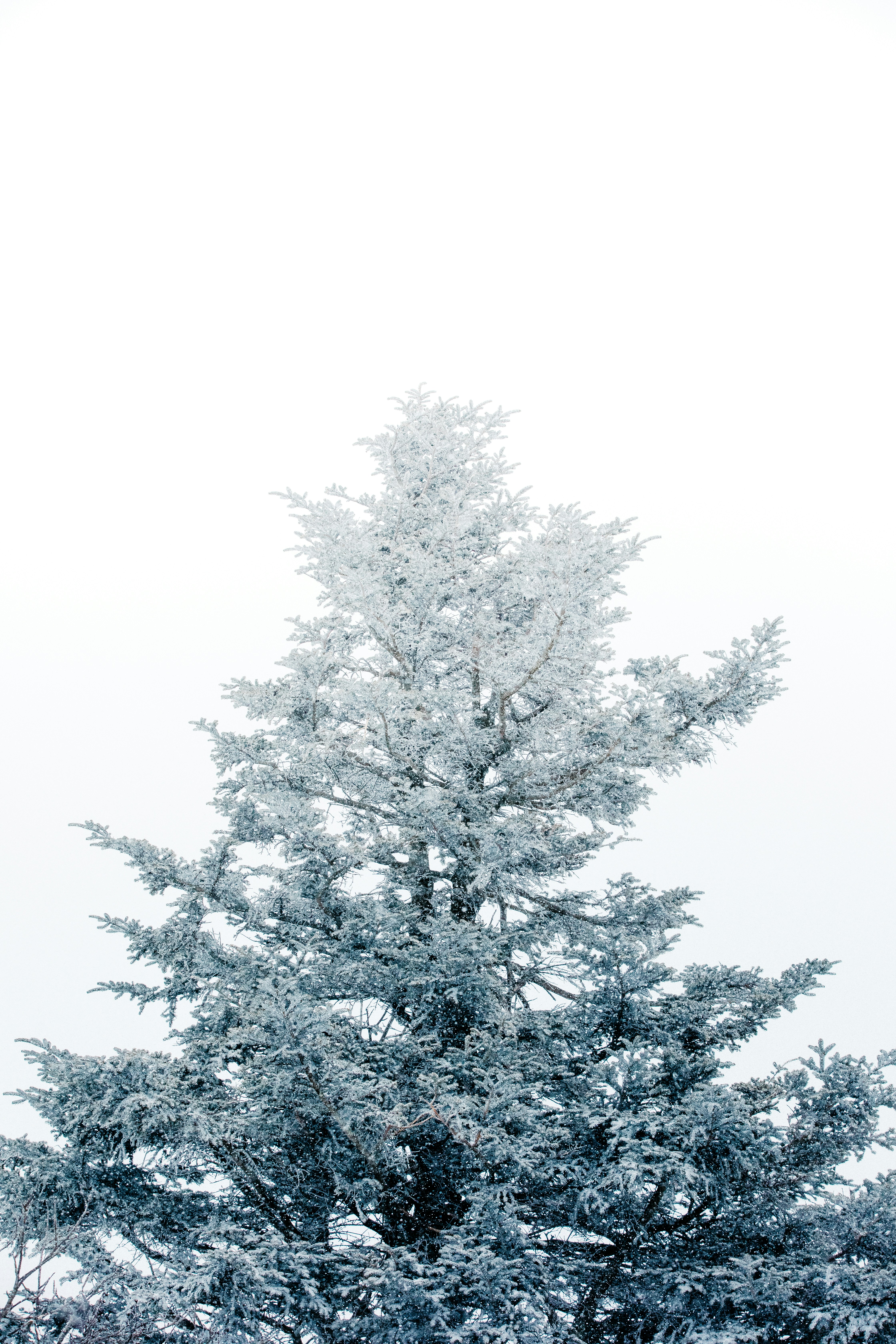 Frost-covered evergreen tree reaching towards a white sky, embodying the serene stillness of a winter landscape.