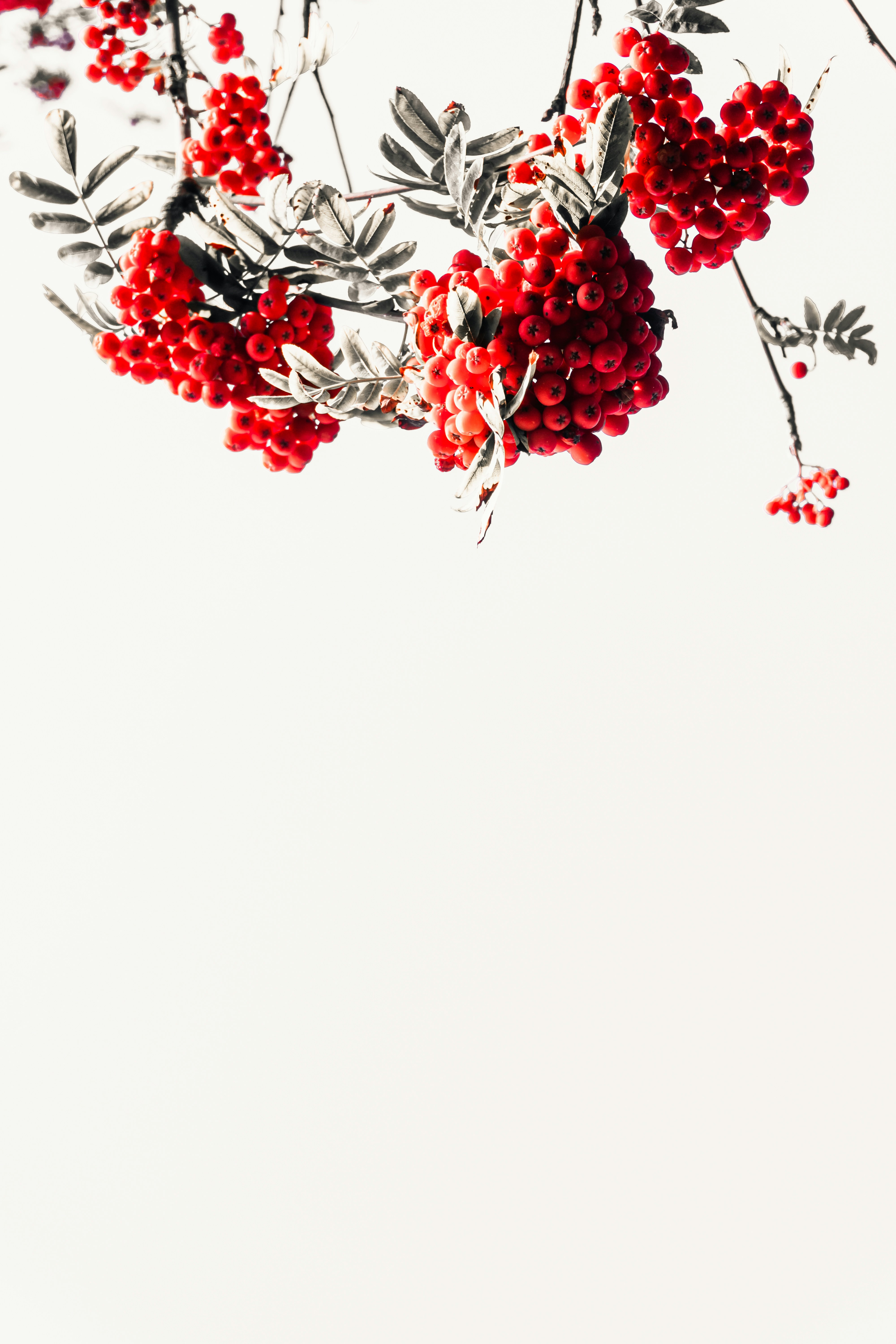 Crimson Rowan Berries on a High-Key White Canvas