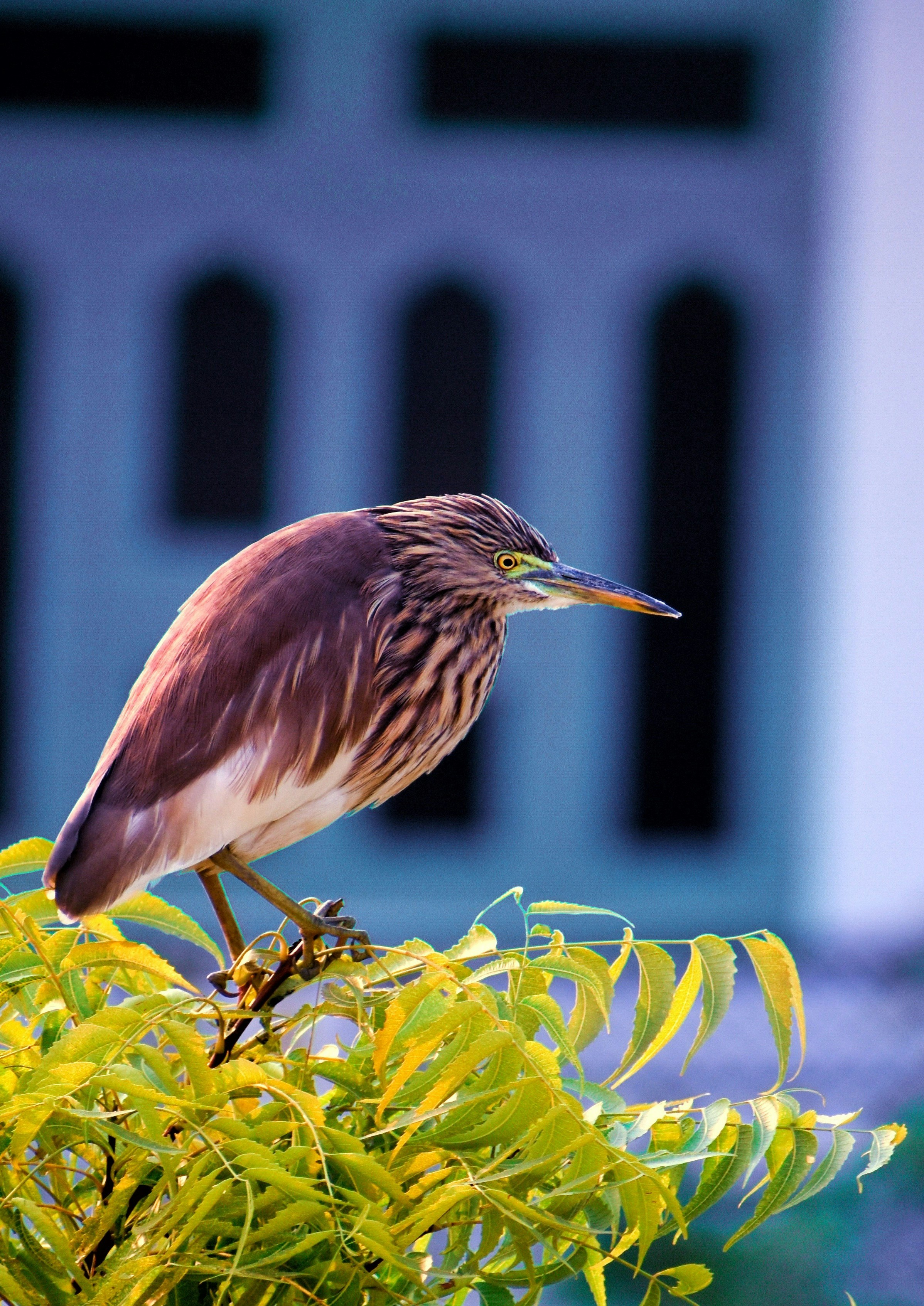 Amber-Feathered Heron on a Sunlit Foliage Perch Before a Cool Blue Backdrop