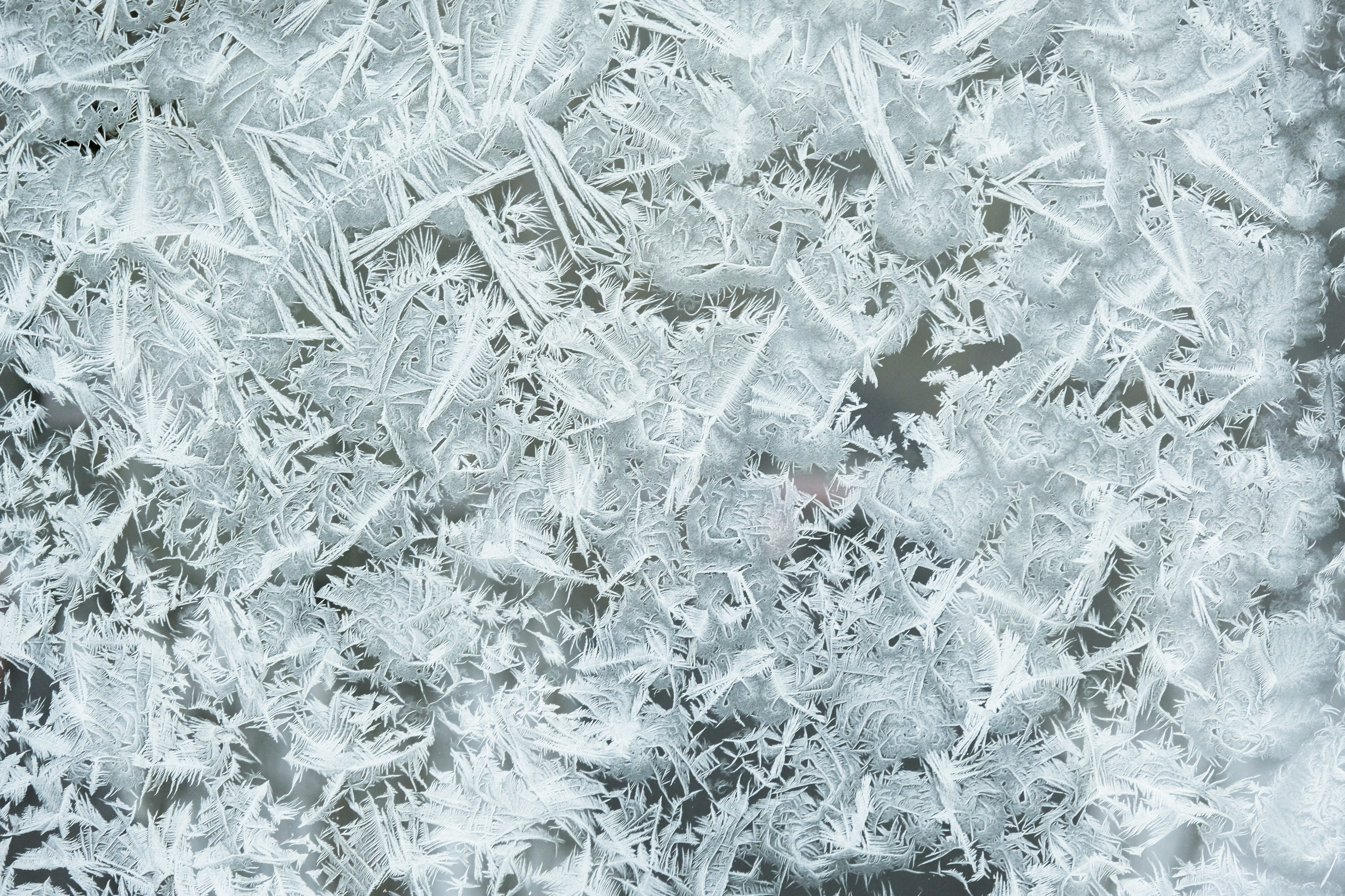 frosted window - hoarfrost | white and red maple leaves