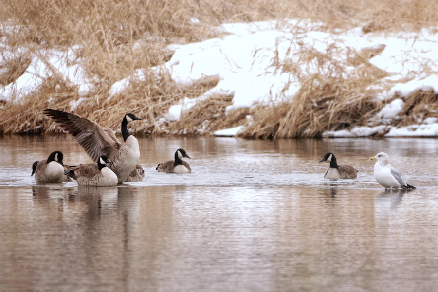 A small group of Canada geese and a gull rest in shallow water beside snowy reeds. One goose lifts its wings while the others drift across the calm marsh.