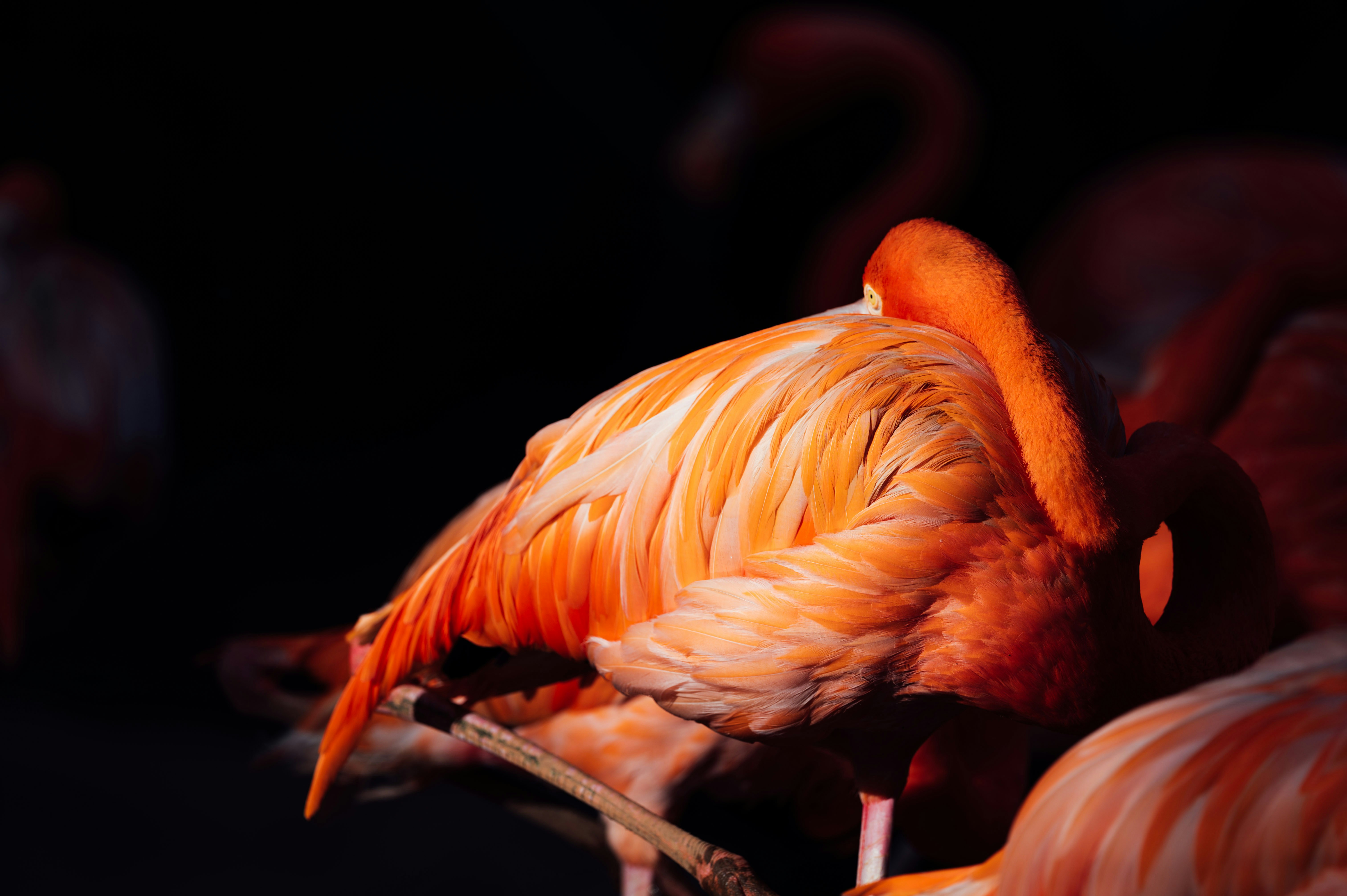 Vibrant flamingo resting with its feathers illuminated against a dark background, showcasing intricate textures and colors.