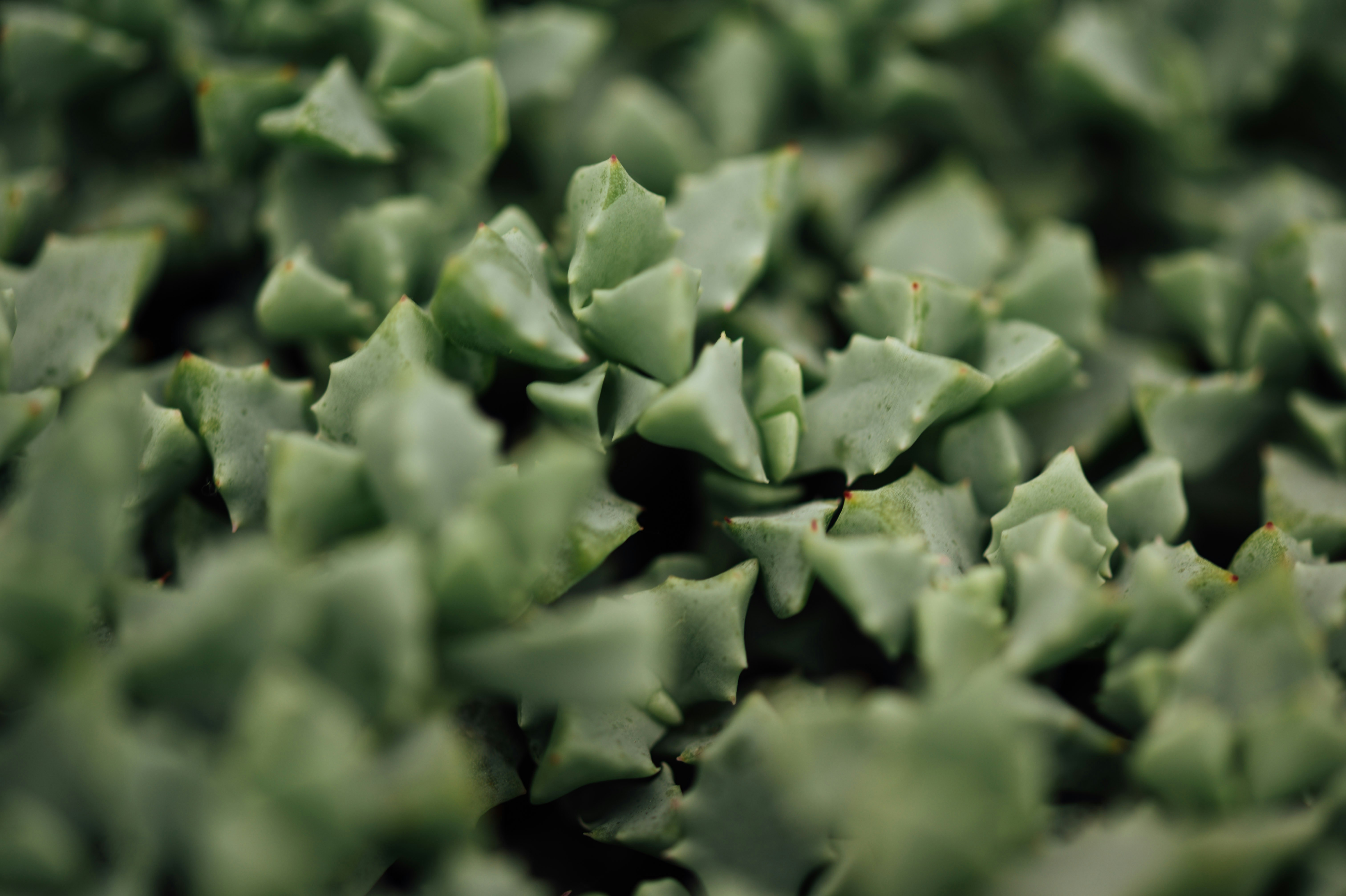 Close-Up of Green Succulent Foliage: Textured Leaves in Soft Focus