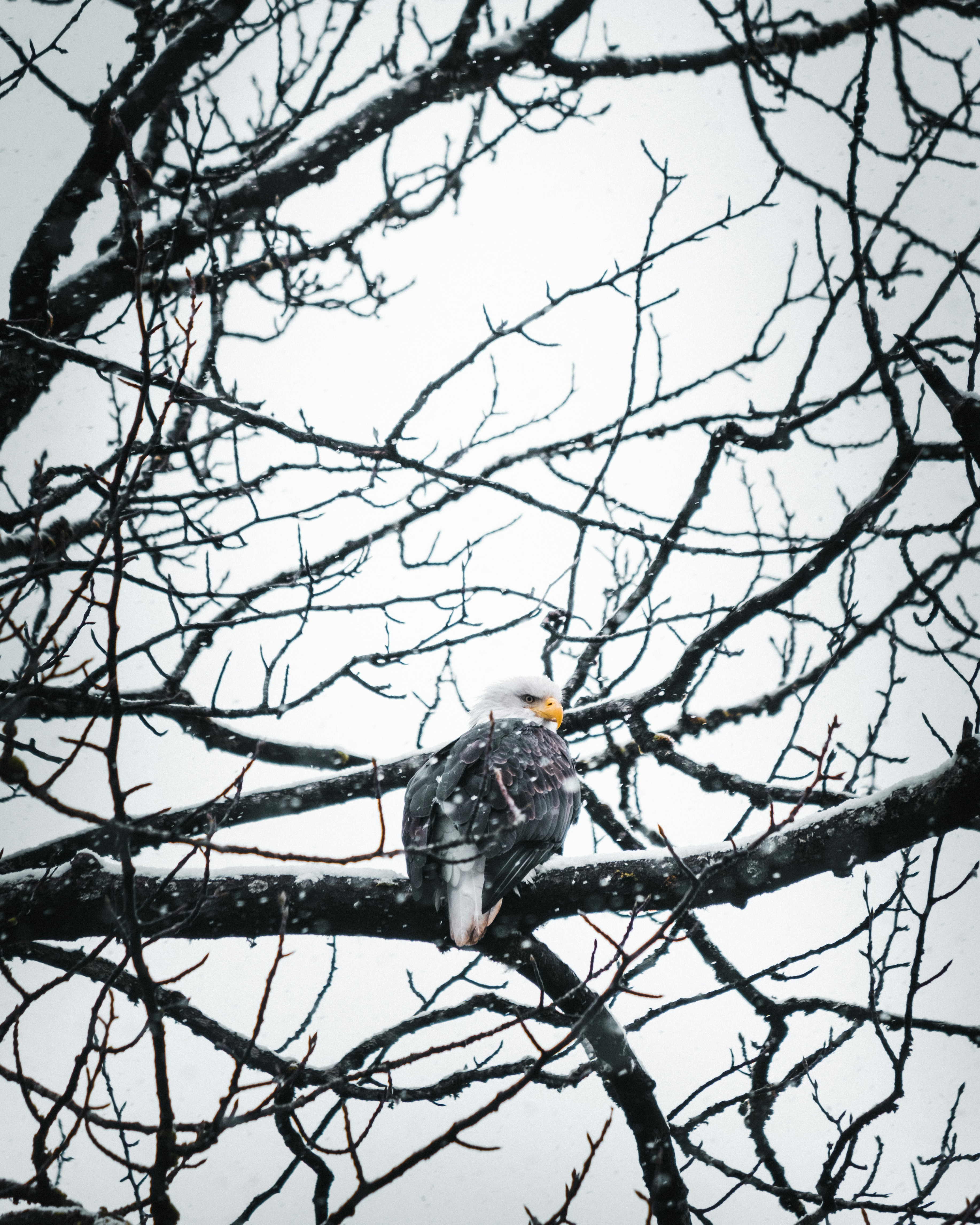 Winter Sentinel: Bald Eagle Perched Among Snow-Dusted Branches