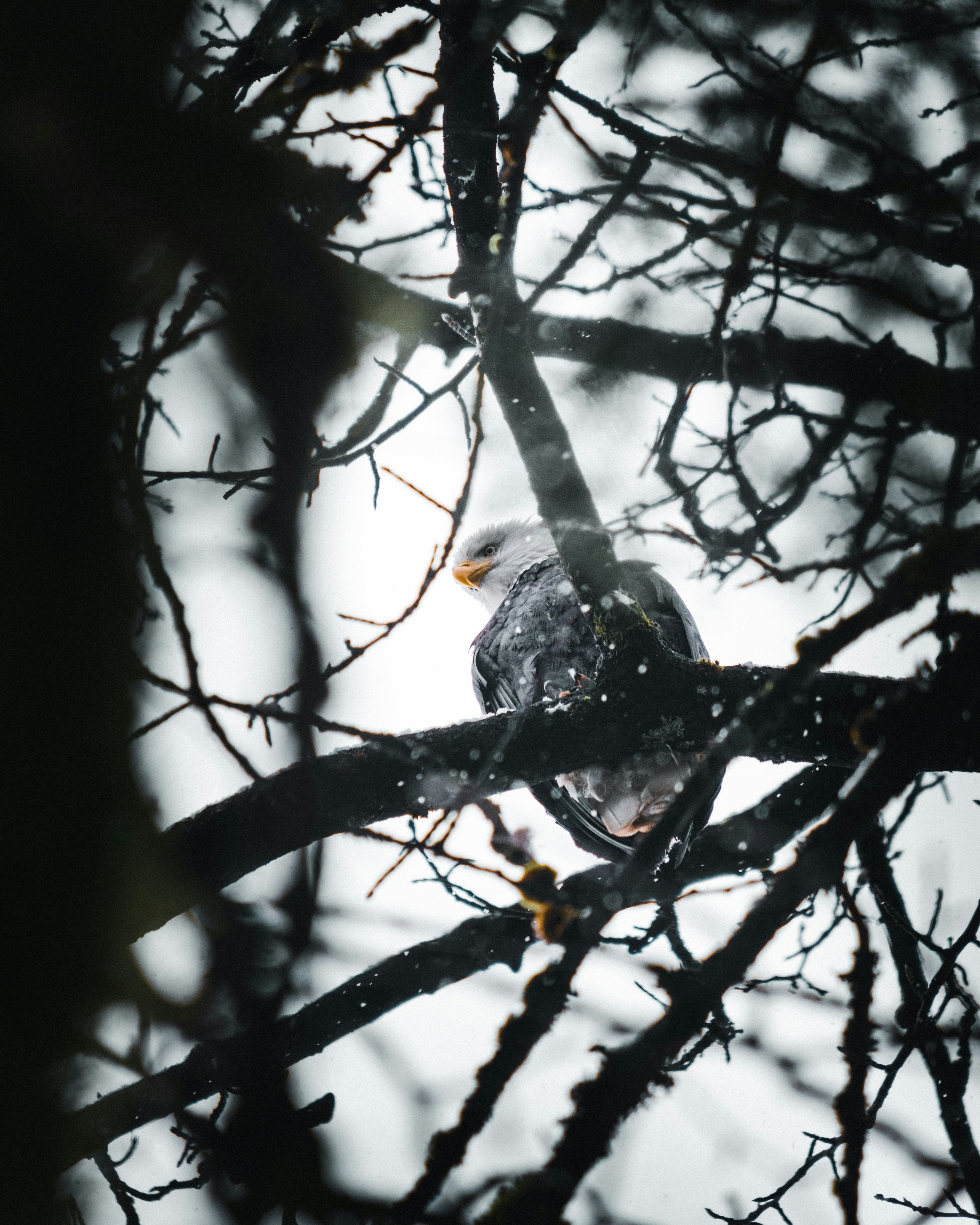 Bald Eagle sitting in a tree while it snows.