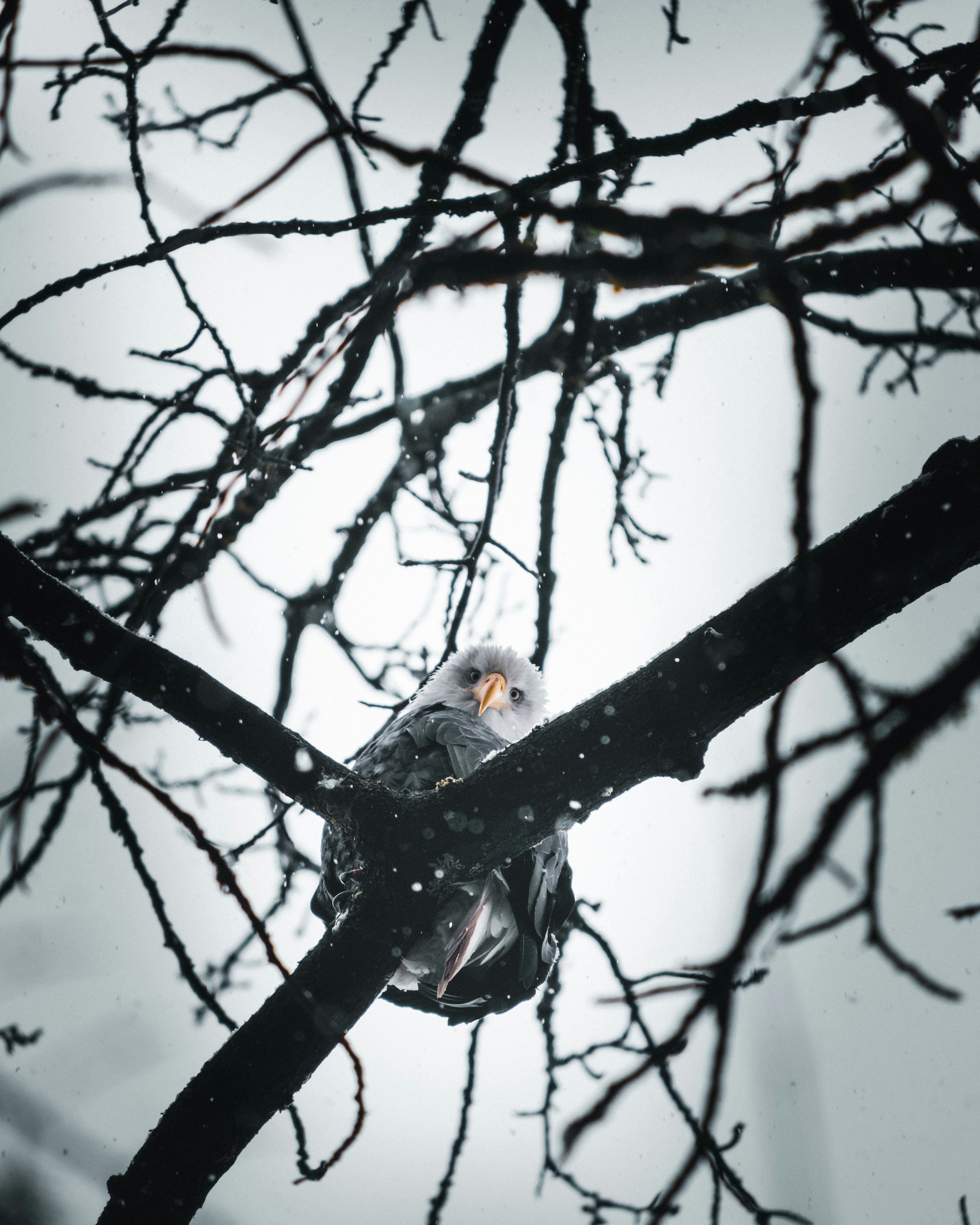 Bald Eagle sitting in a tree while it snows.