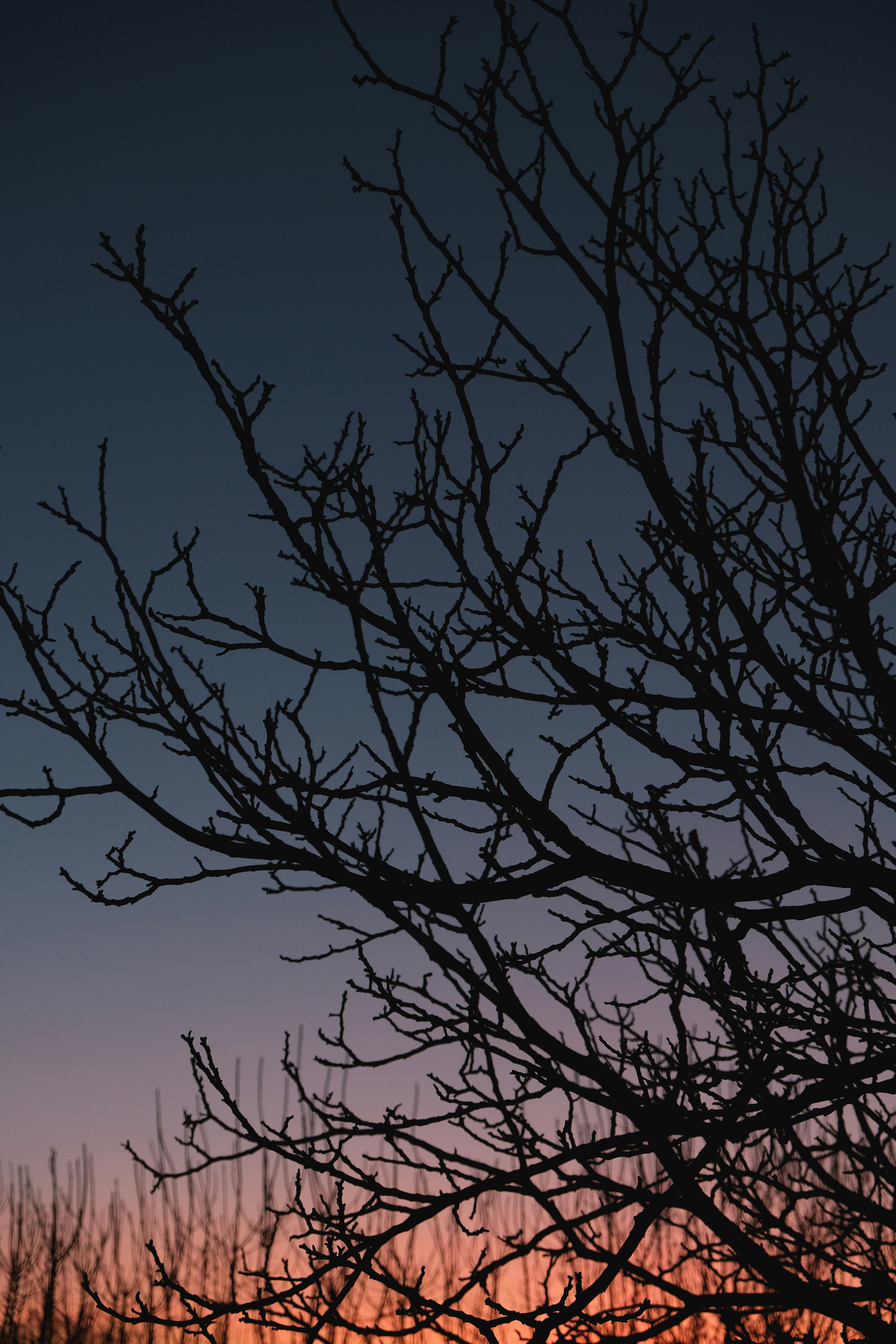 Intricate tree branches silhouetted against a gradient twilight sky transitioning from deep blue to warm orange hues.