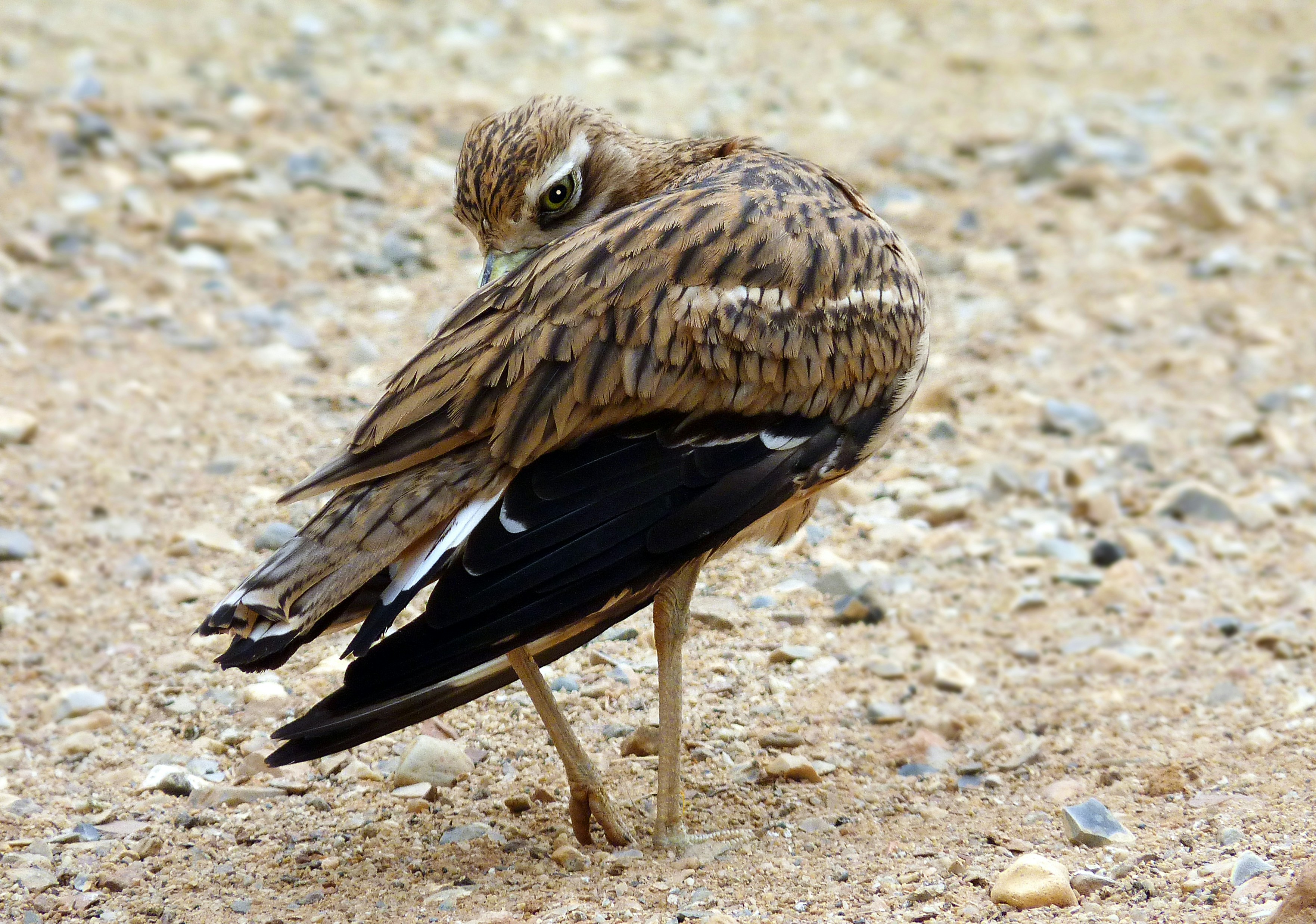 A sandpiper preening its feathers on a sandy surface, showcasing intricate plumage patterns and textures.