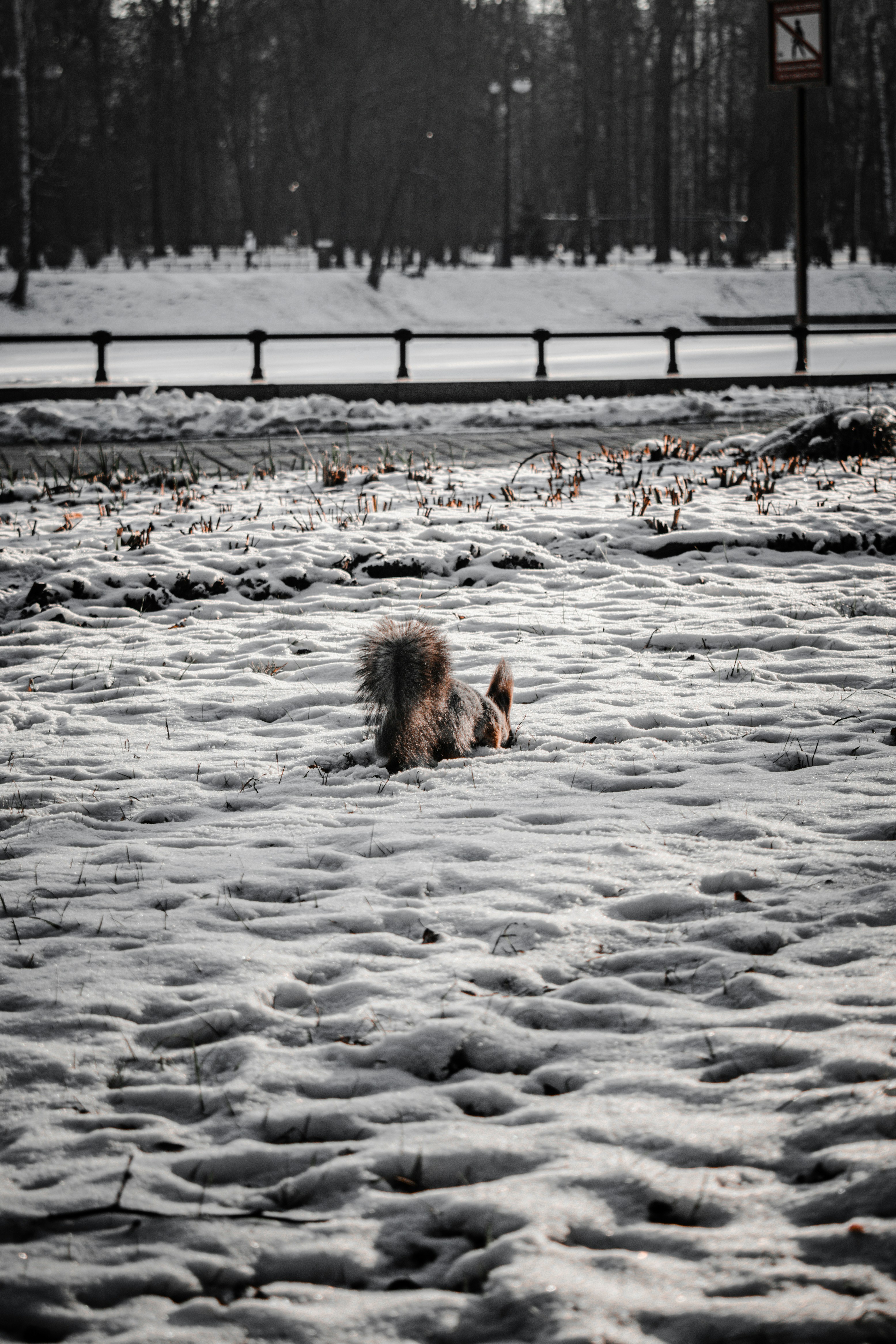Squirrel in snow
