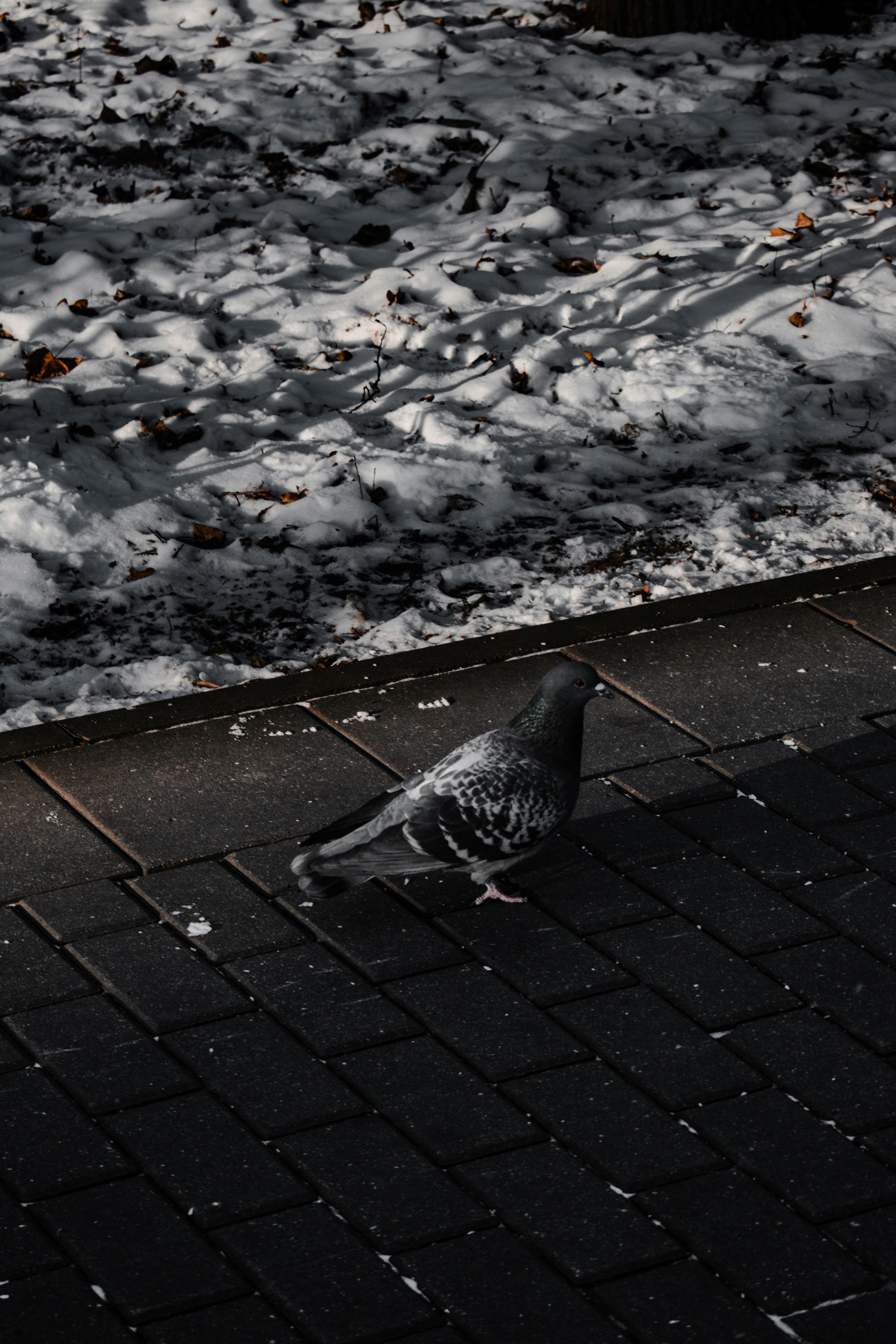 Midwinter Sentinel on a Shadowed Brick Path