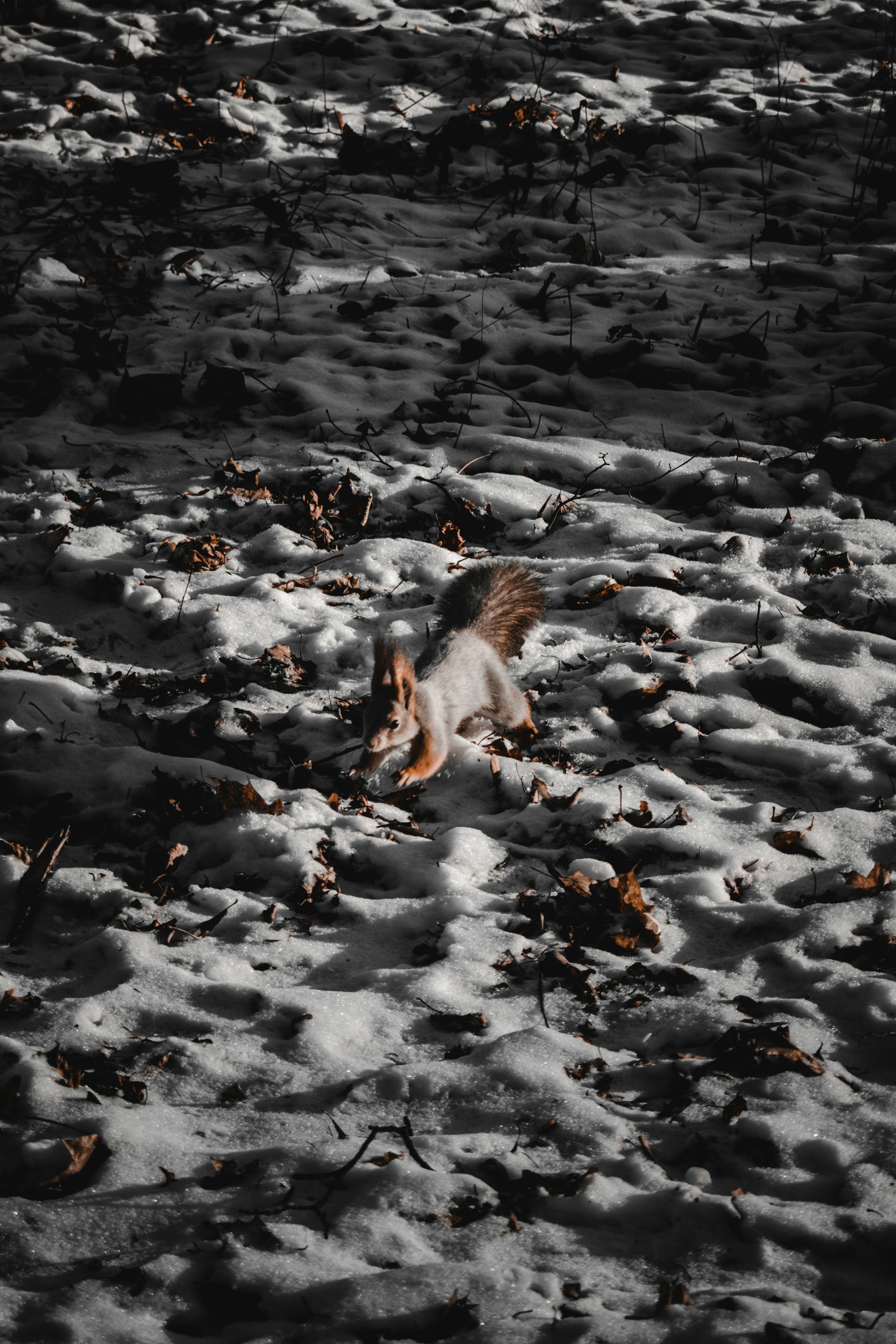 Squirrel in a Shadowed Snow Patch